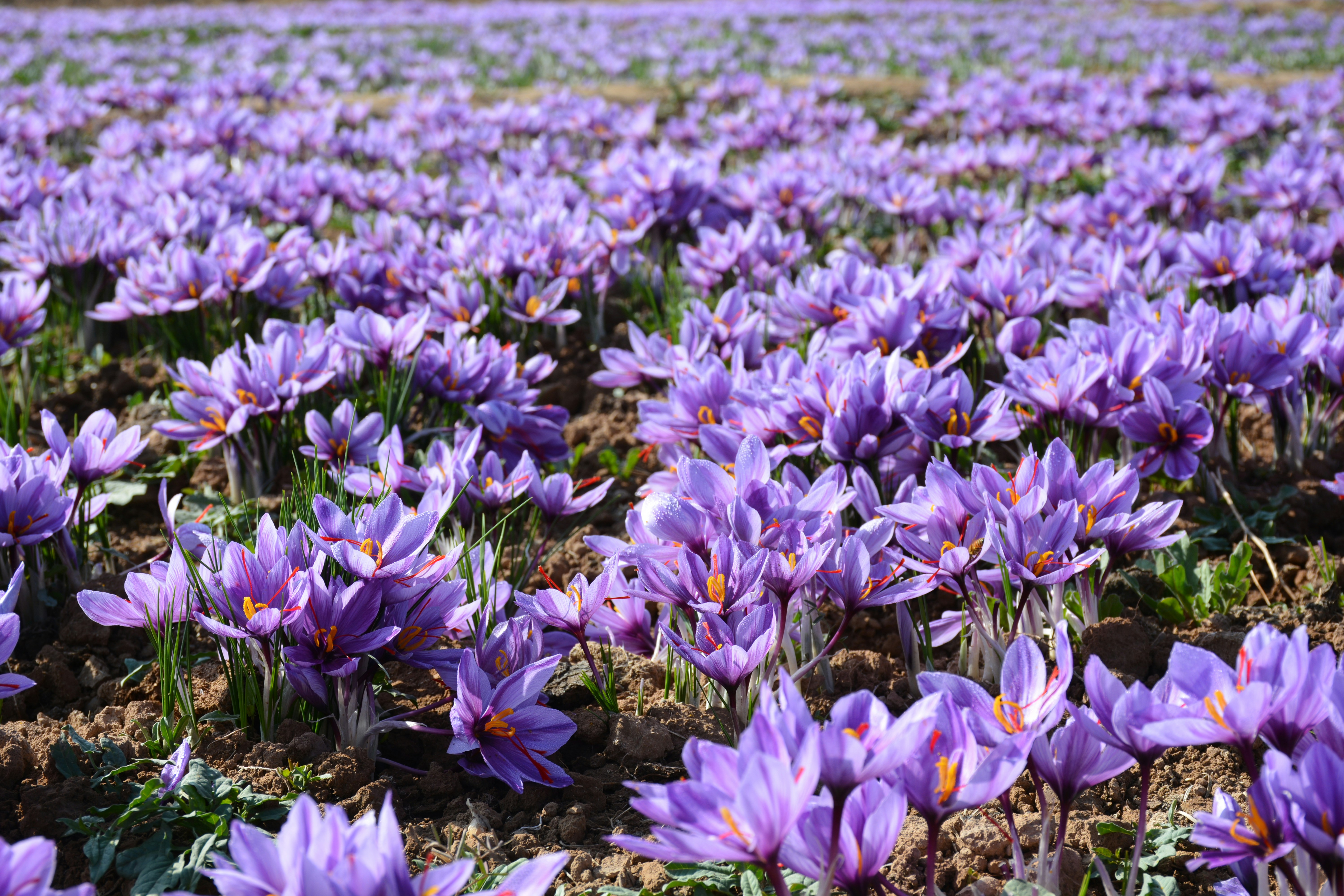 Field of blooming purple saffron flowers