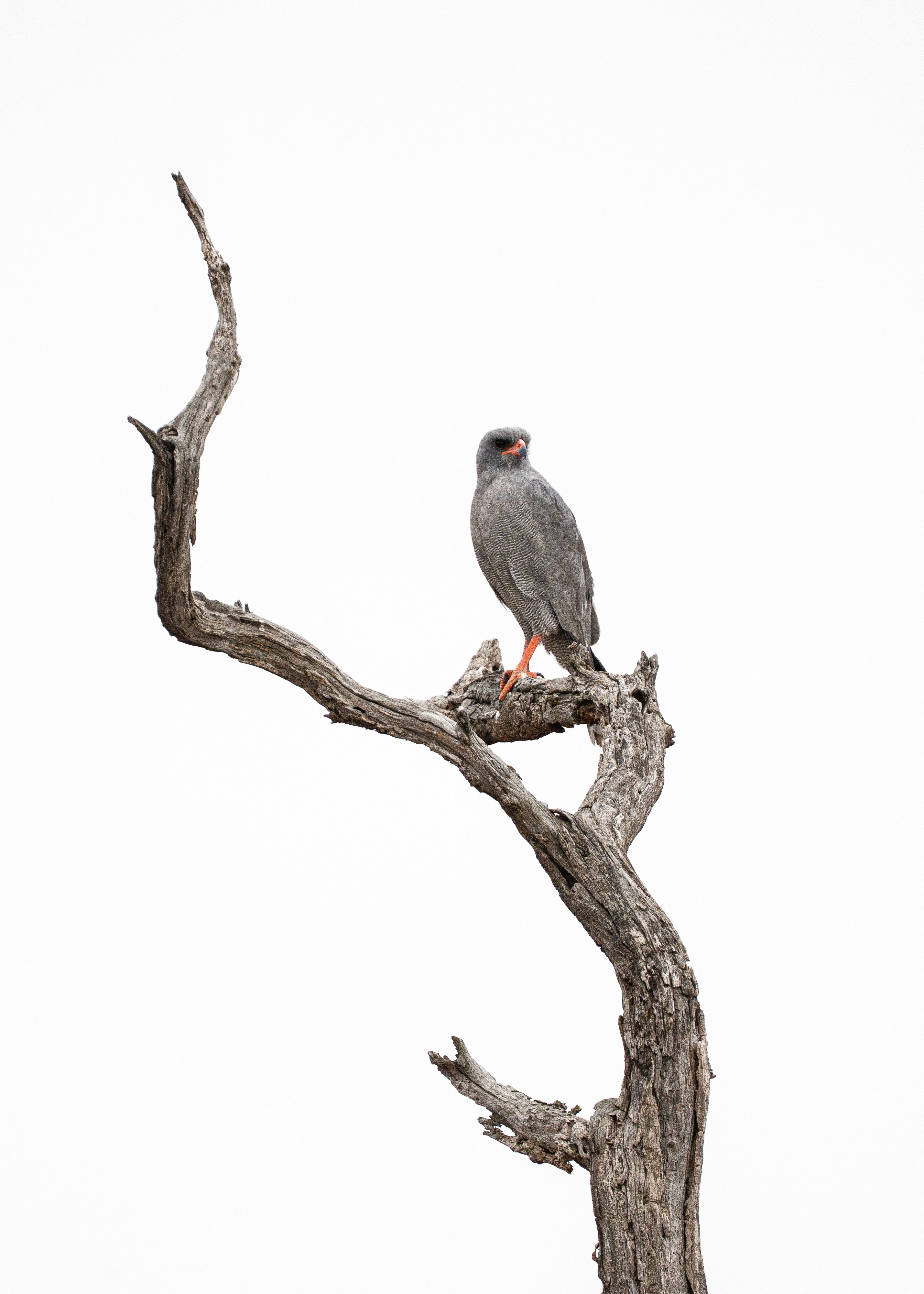 A gray bird with striking orange feet stands on a twisted branch against a minimalistic white background.