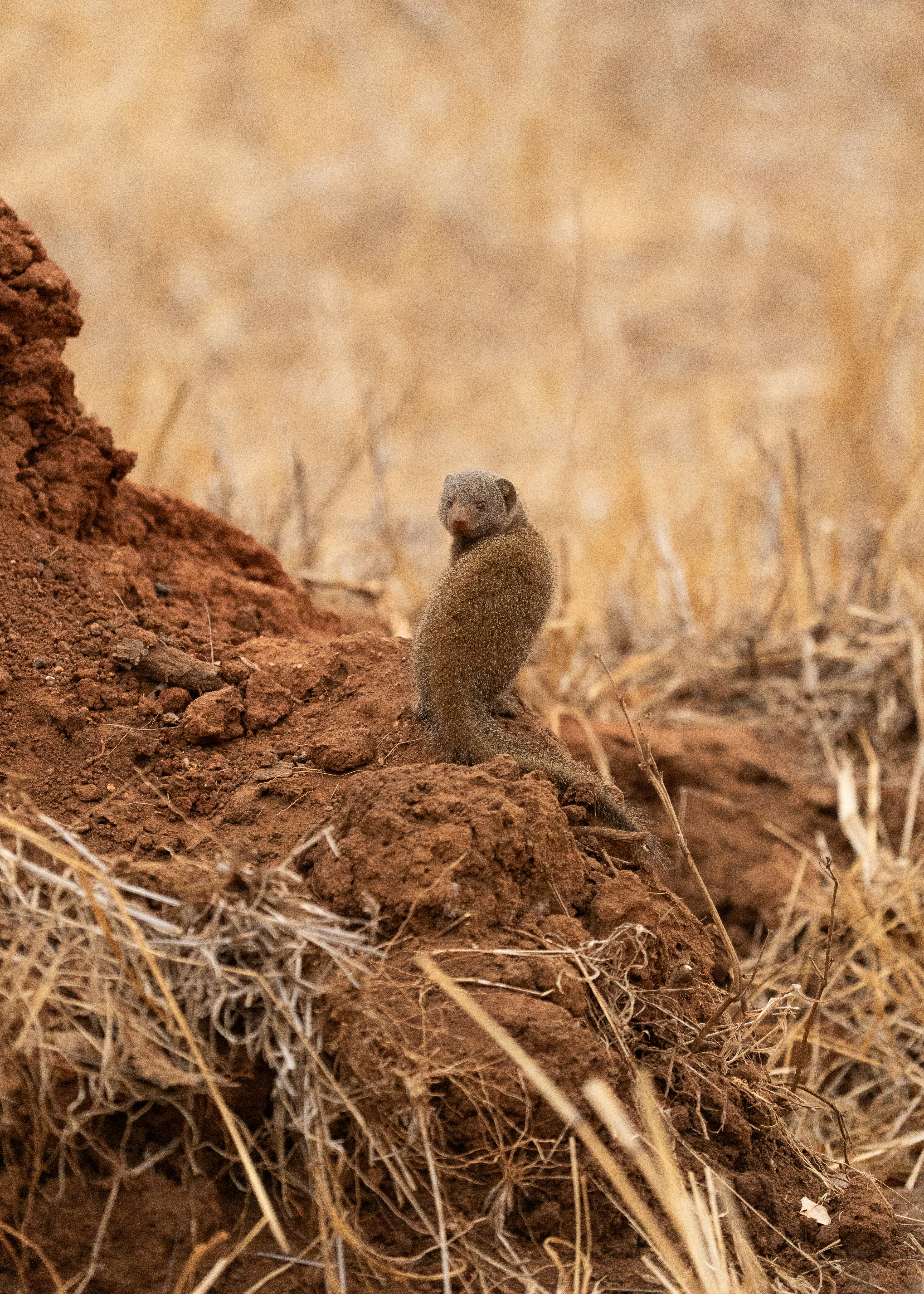 A small mongoose stands on a dirt mound.