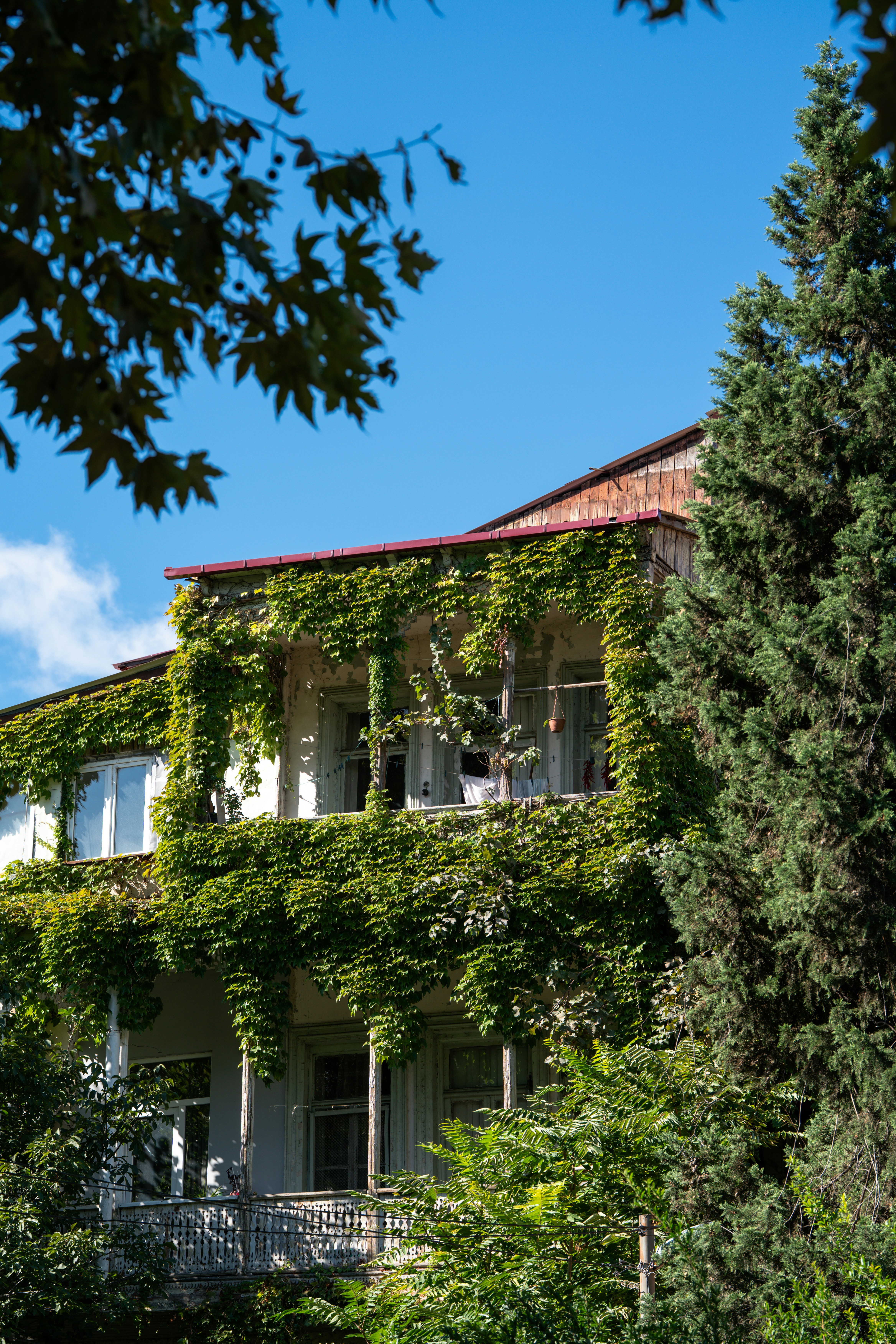 Building covered in lush green ivy under blue sky.