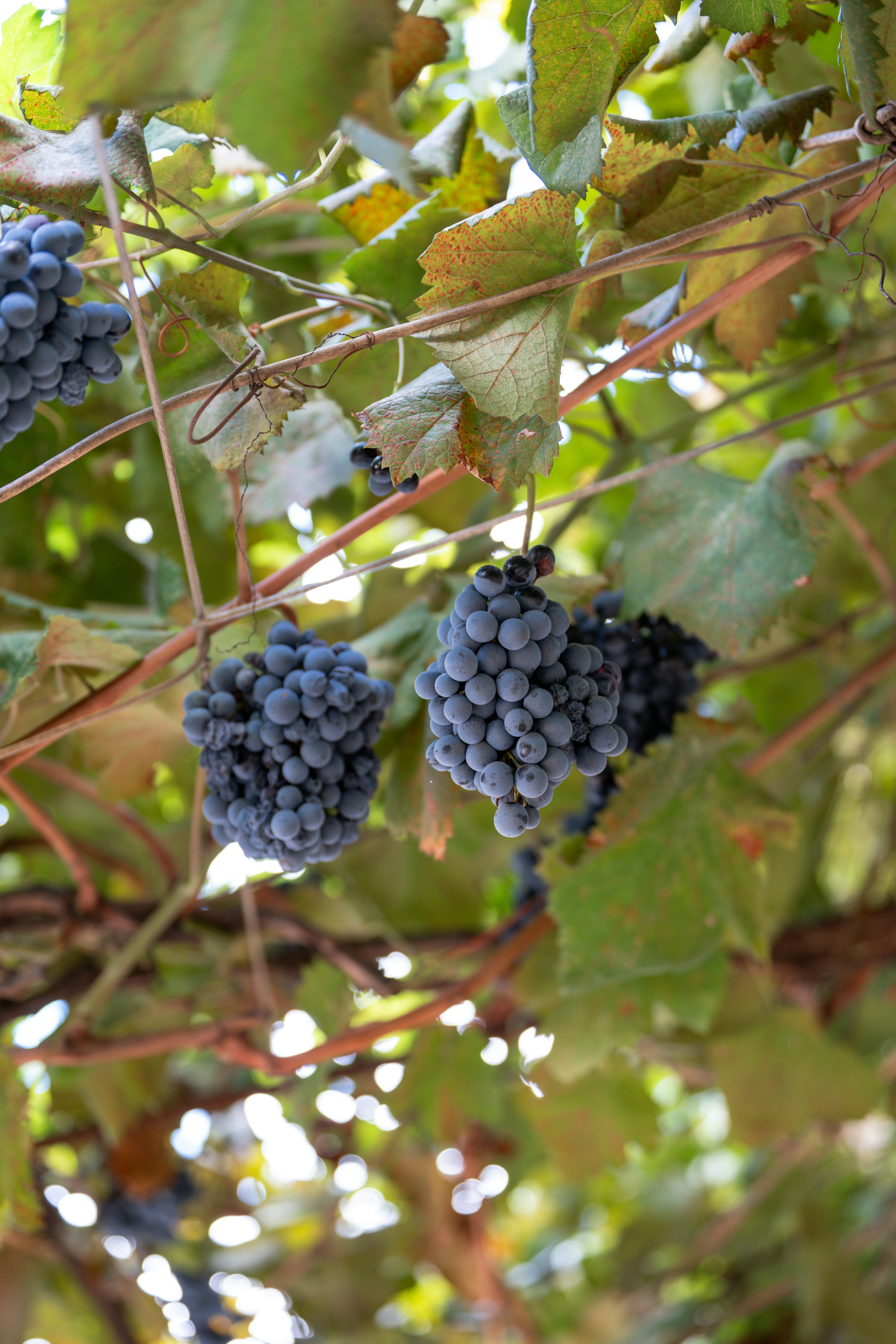 Bunches of dark grapes hang from vines.