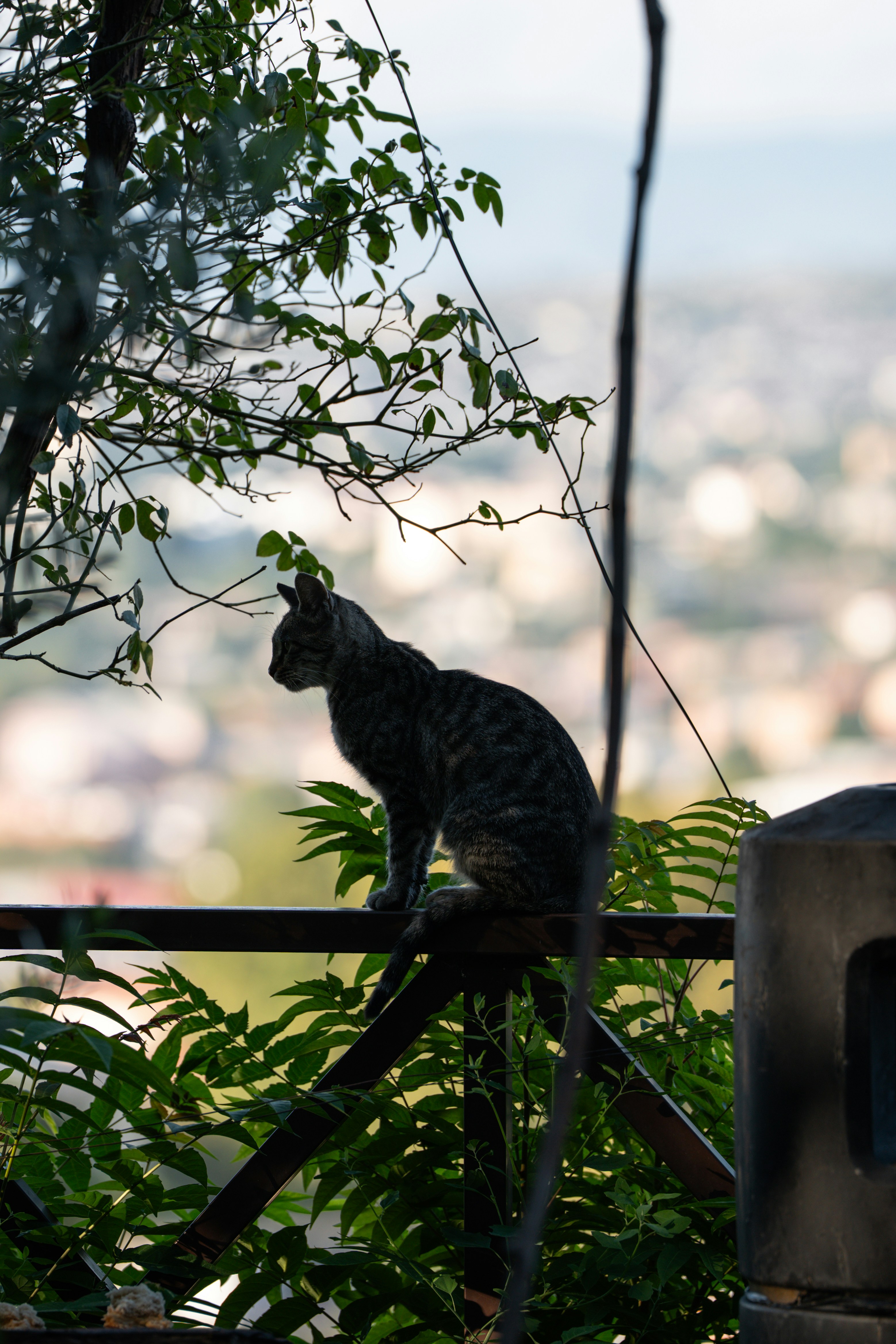 A tabby cat sits on a railing overlooking a cityscape.