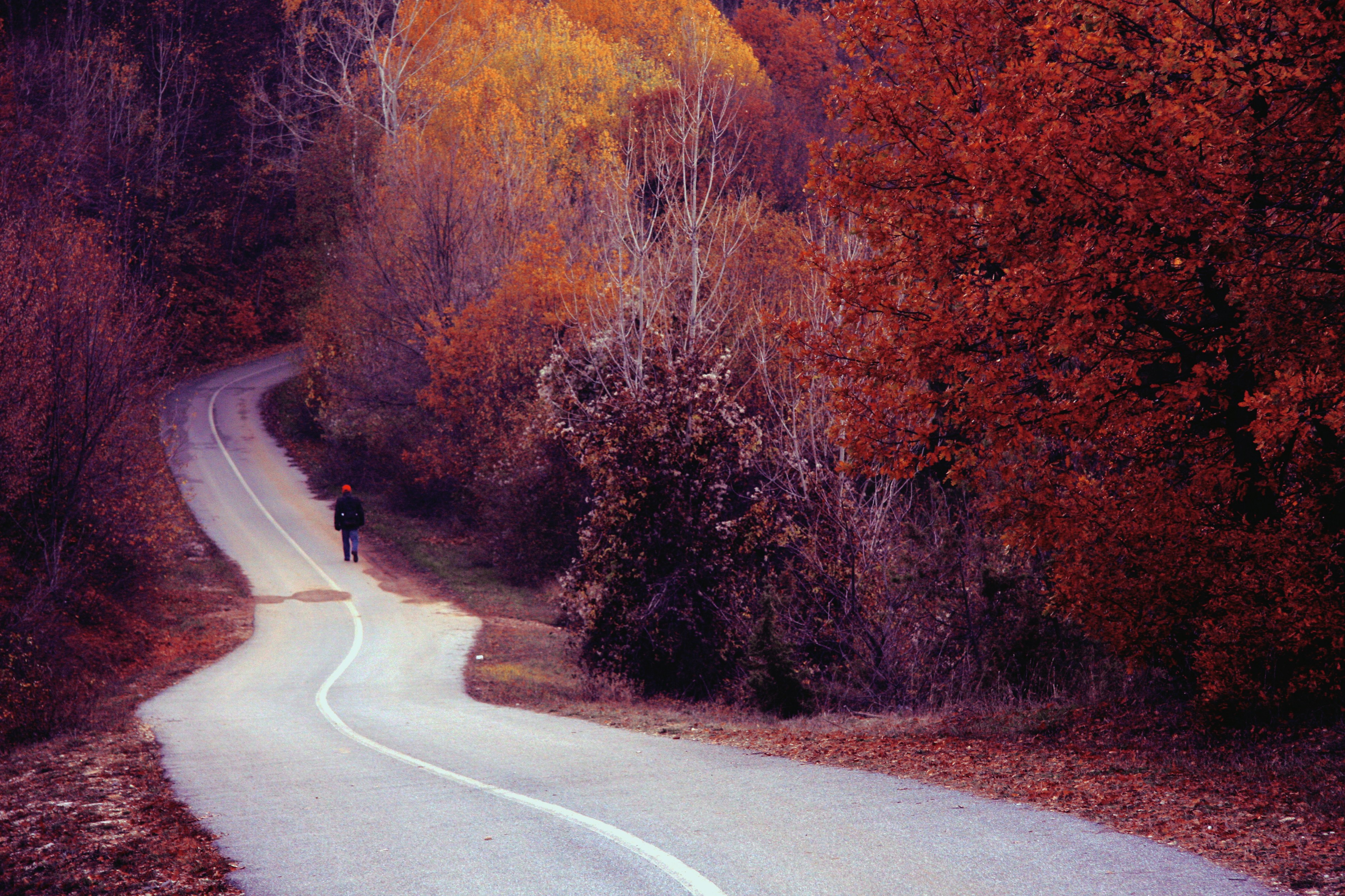 Man walking on a winding Road Through a Forest of Red Autumn Leaves | A winding road through autumn forest with a lone figure.