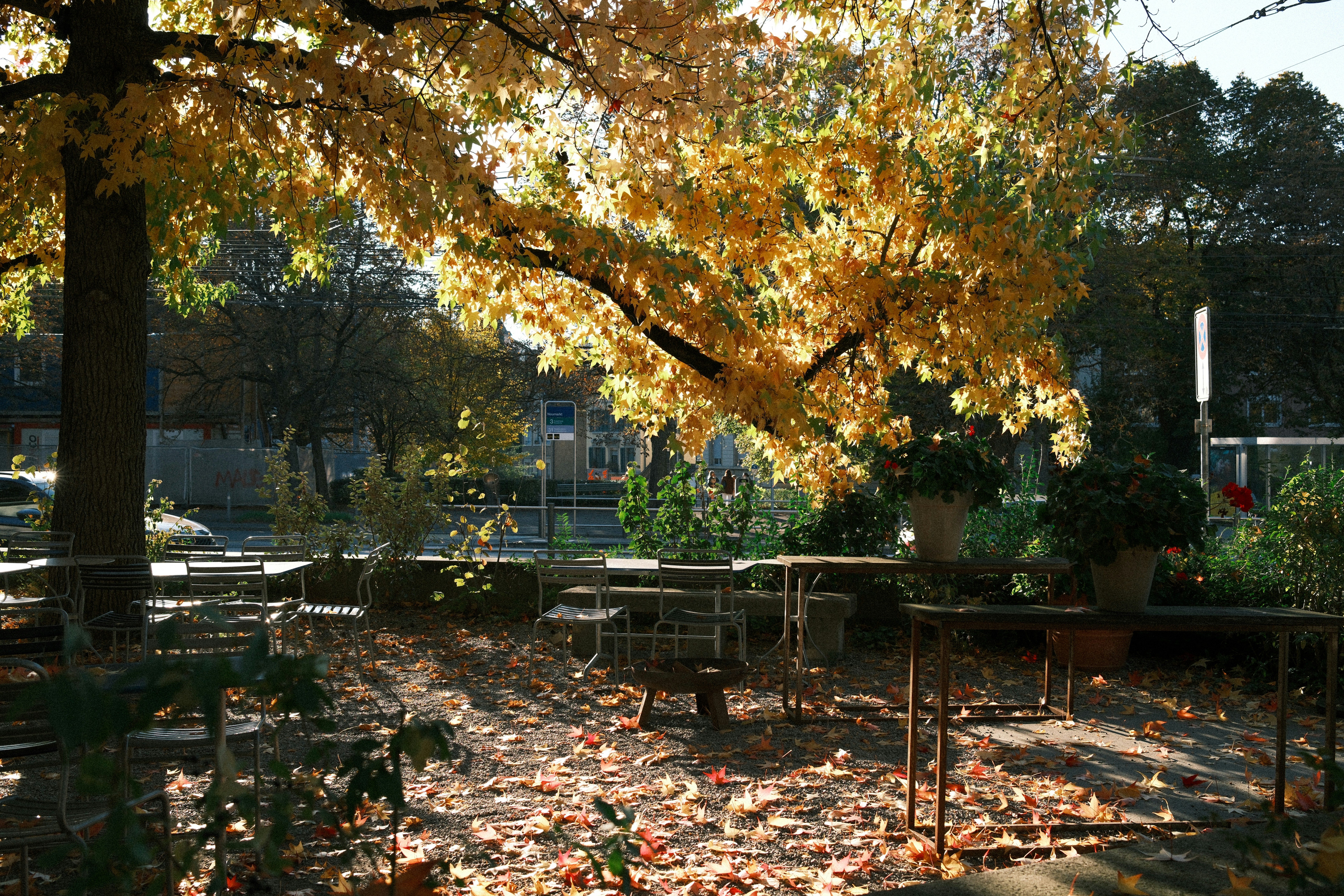 Whispers of Autumn: A Serene Café Retreat