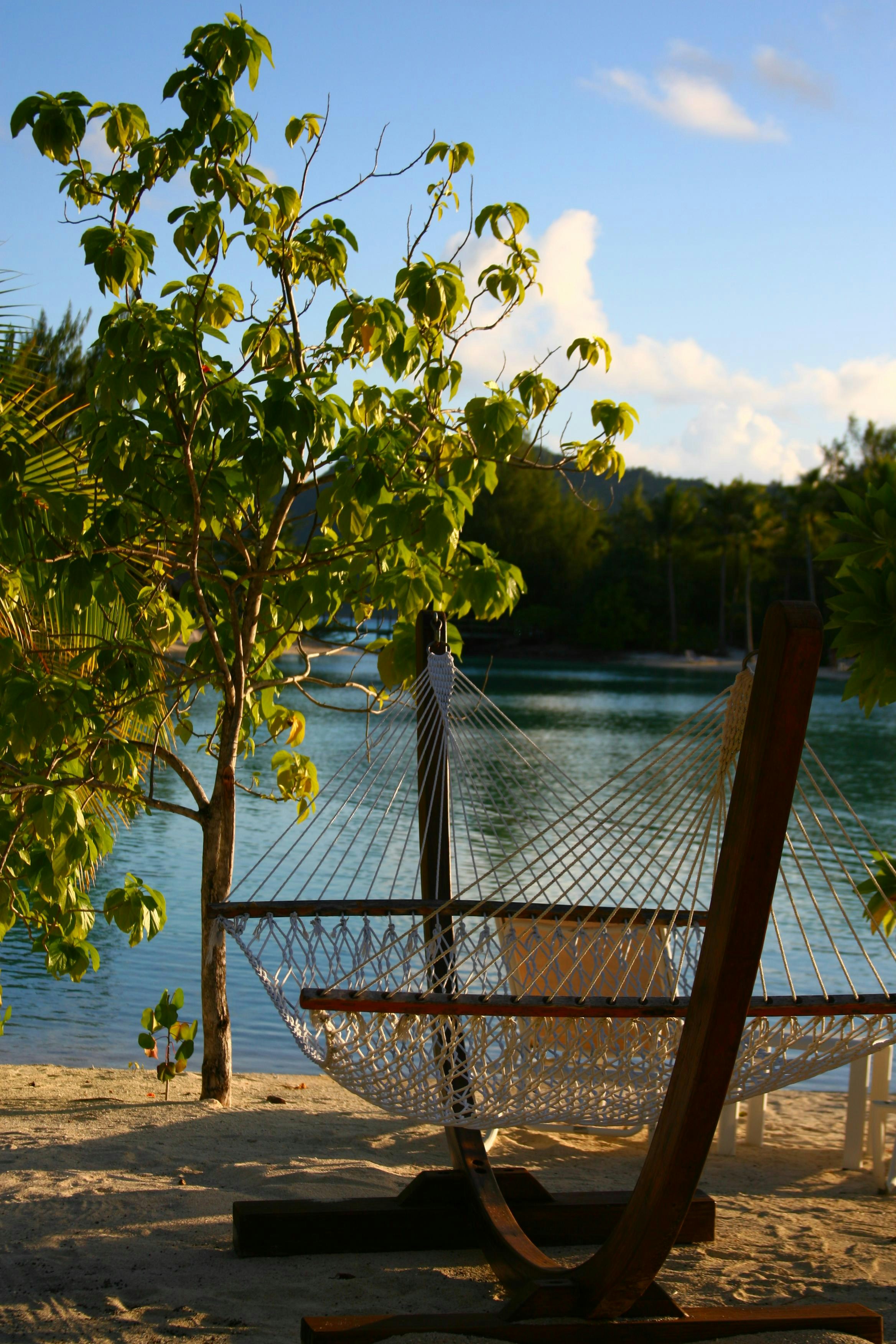A tranquil hammock nestled between lush greenery, overlooking a calm body of water under a clear sky.