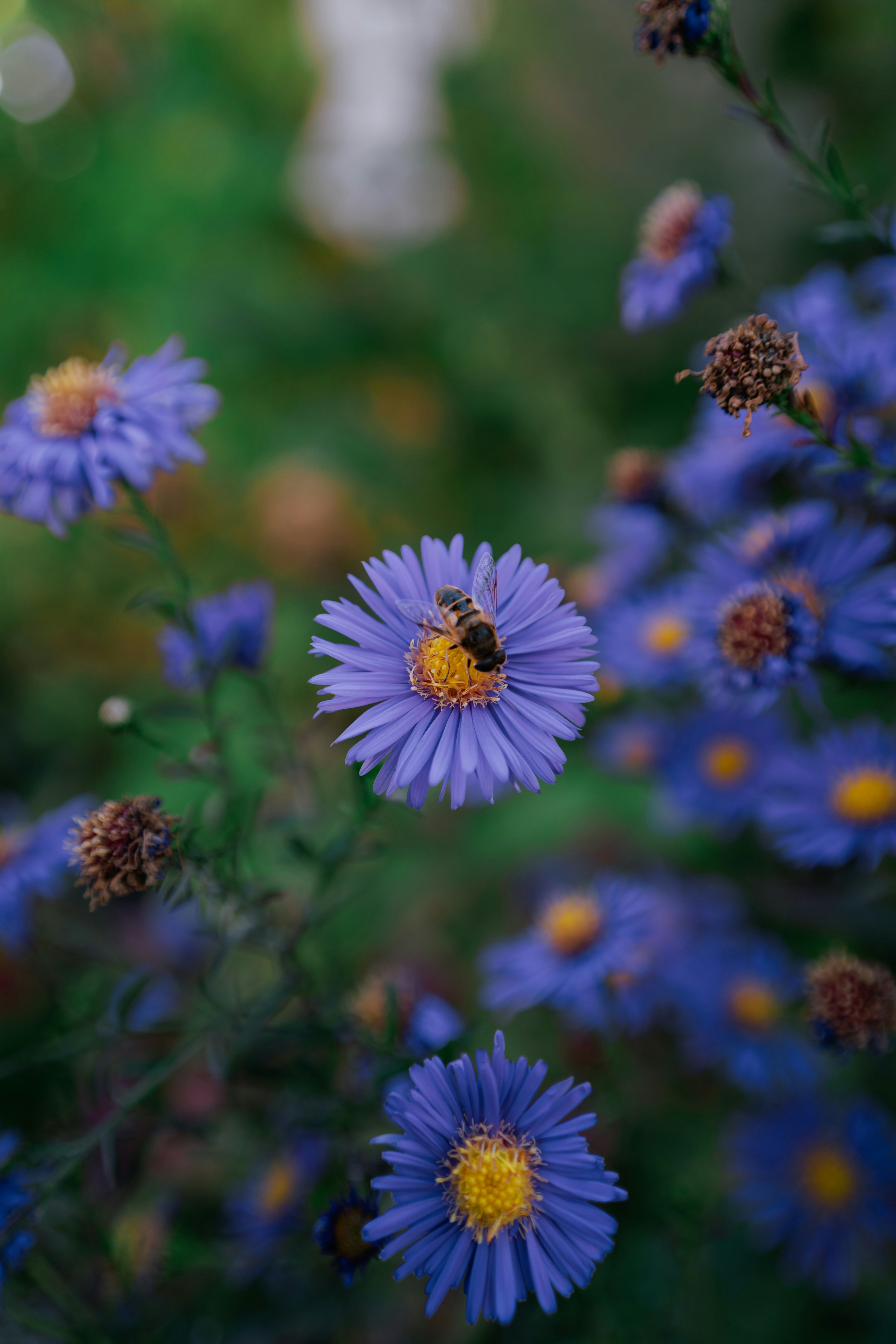 A bee pollinates a purple aster flower.