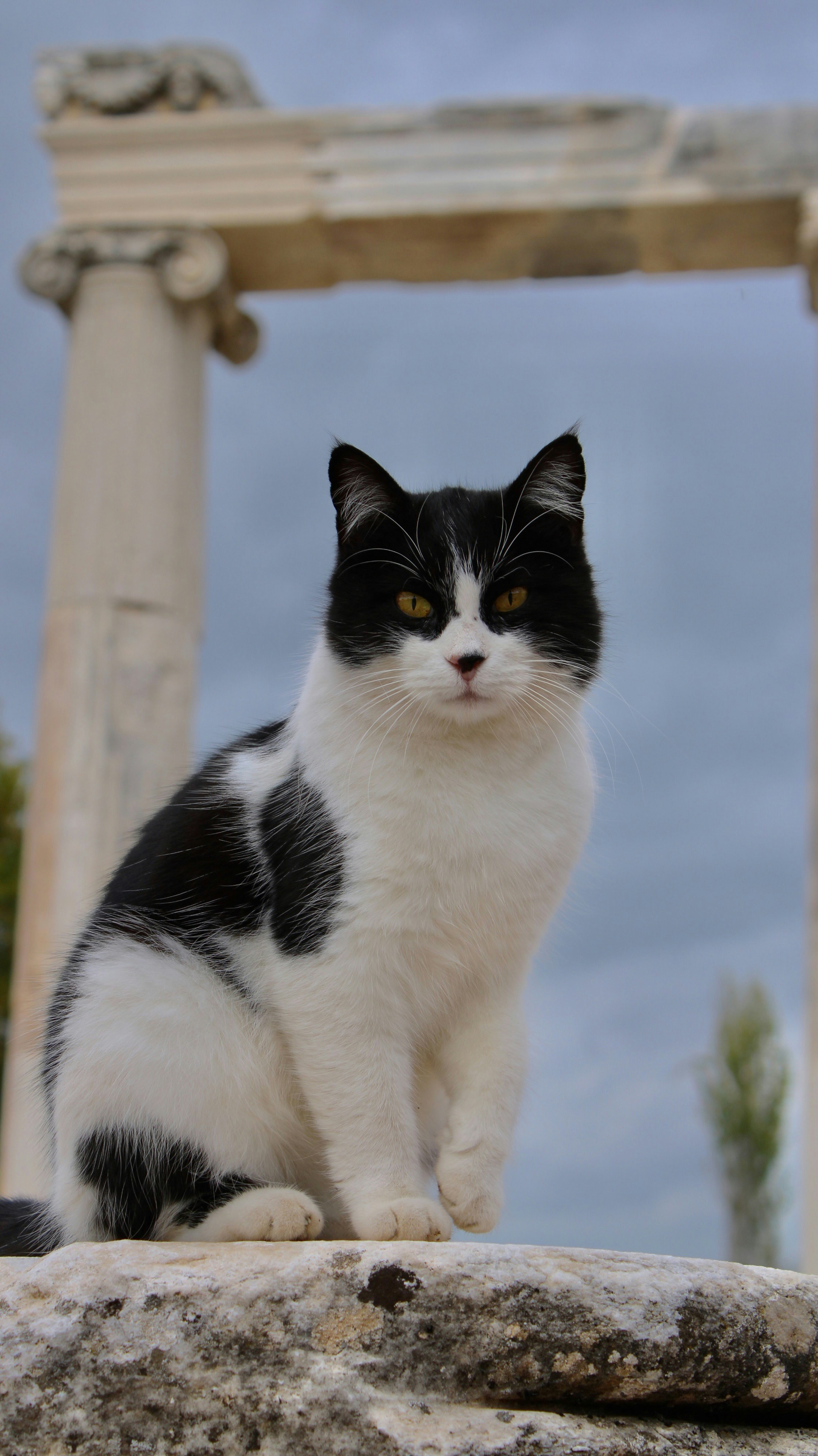 Whiskered Guardian of Ancient Ruins