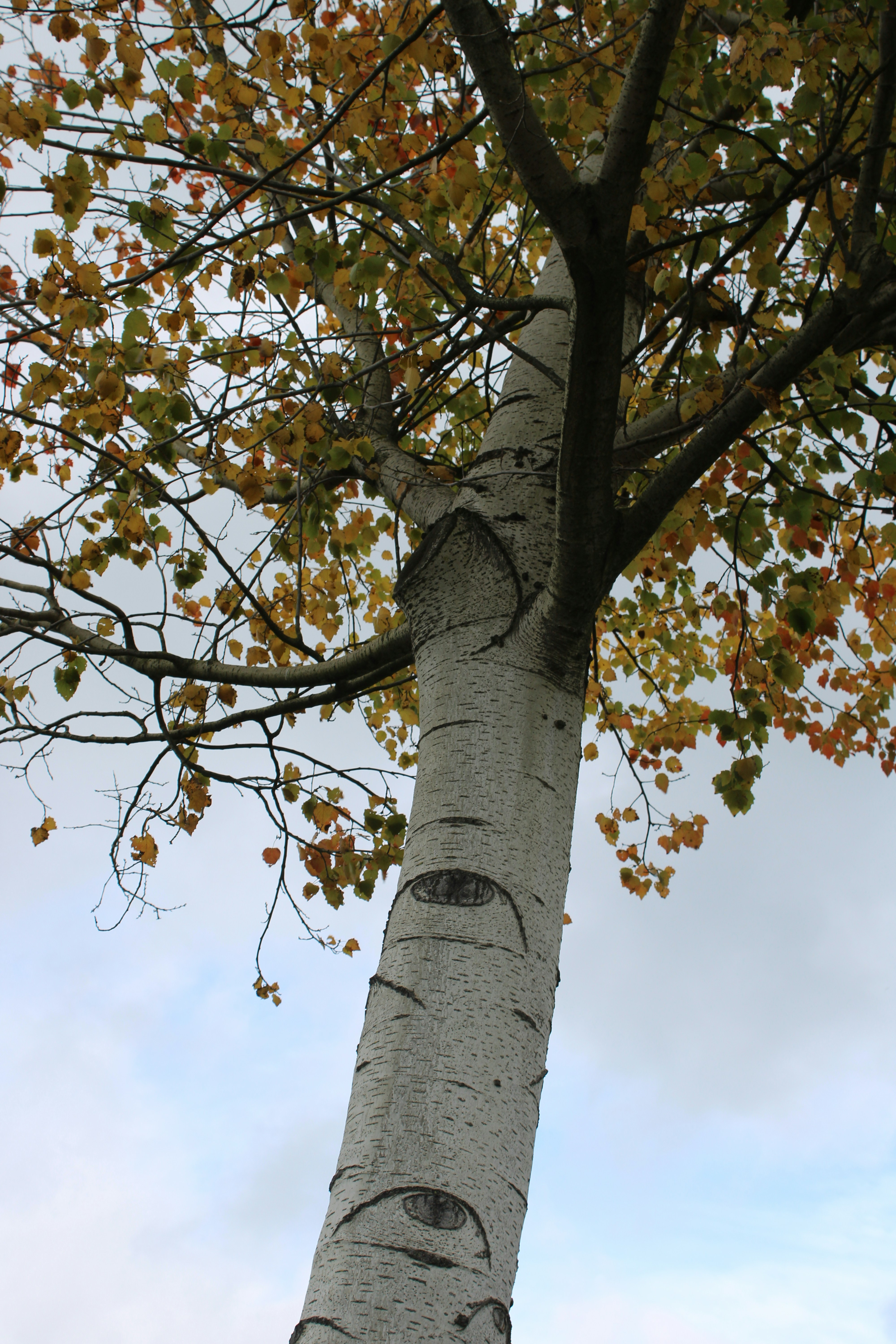 Whispers of Nature: The Watchful Tree