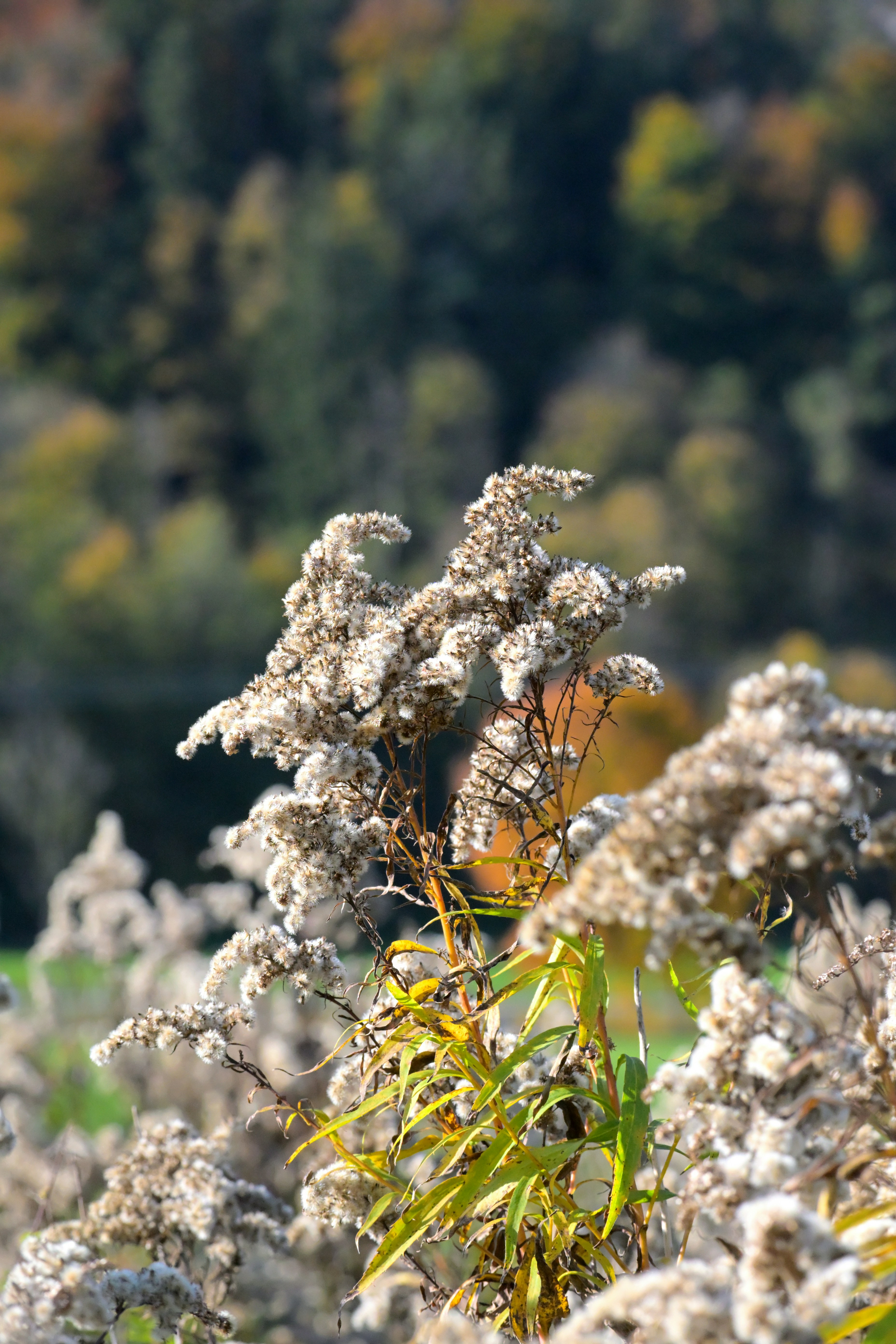 Dry wildflowers with autumn trees in background