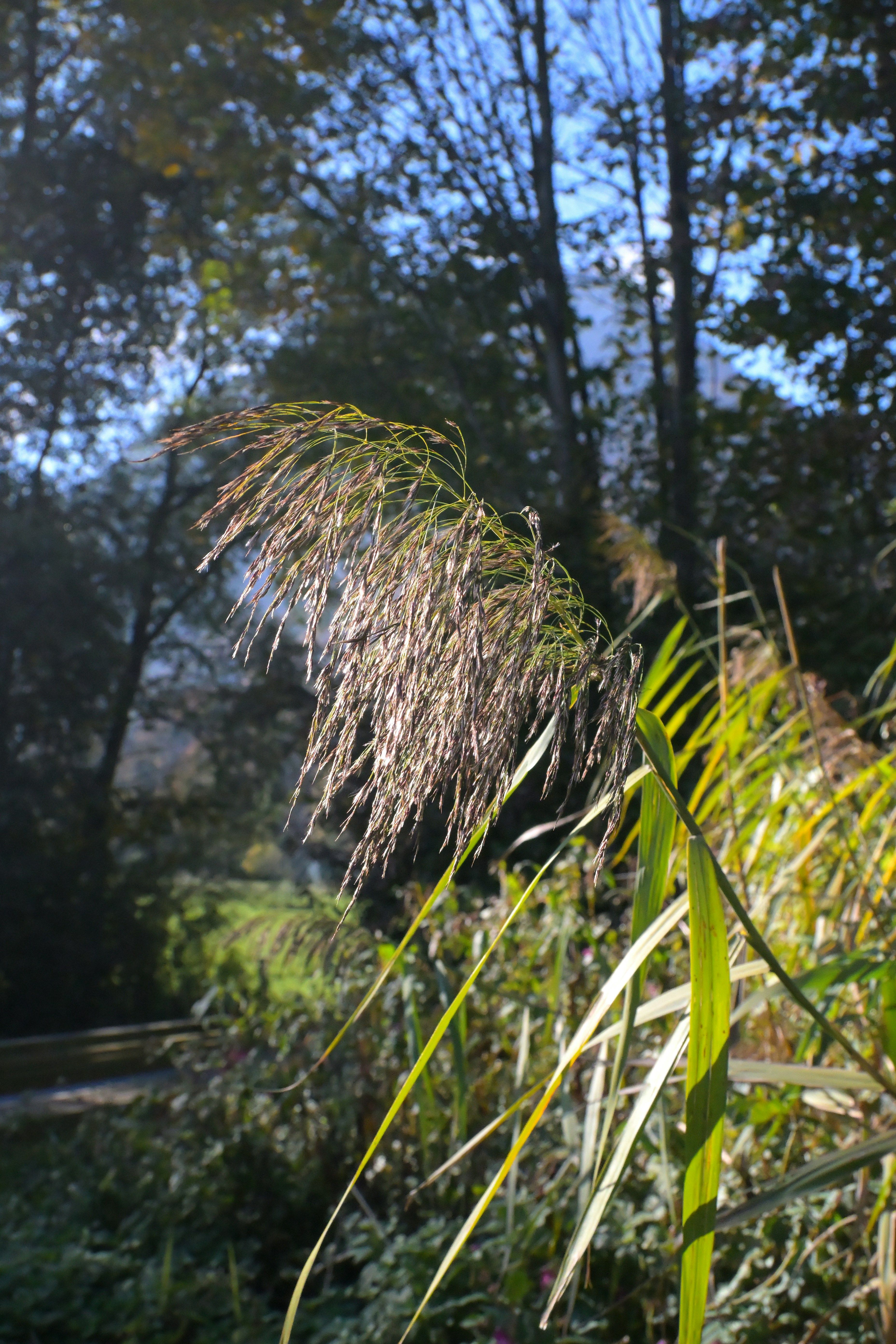 Whispers of the Wild: A Grassy Elegance