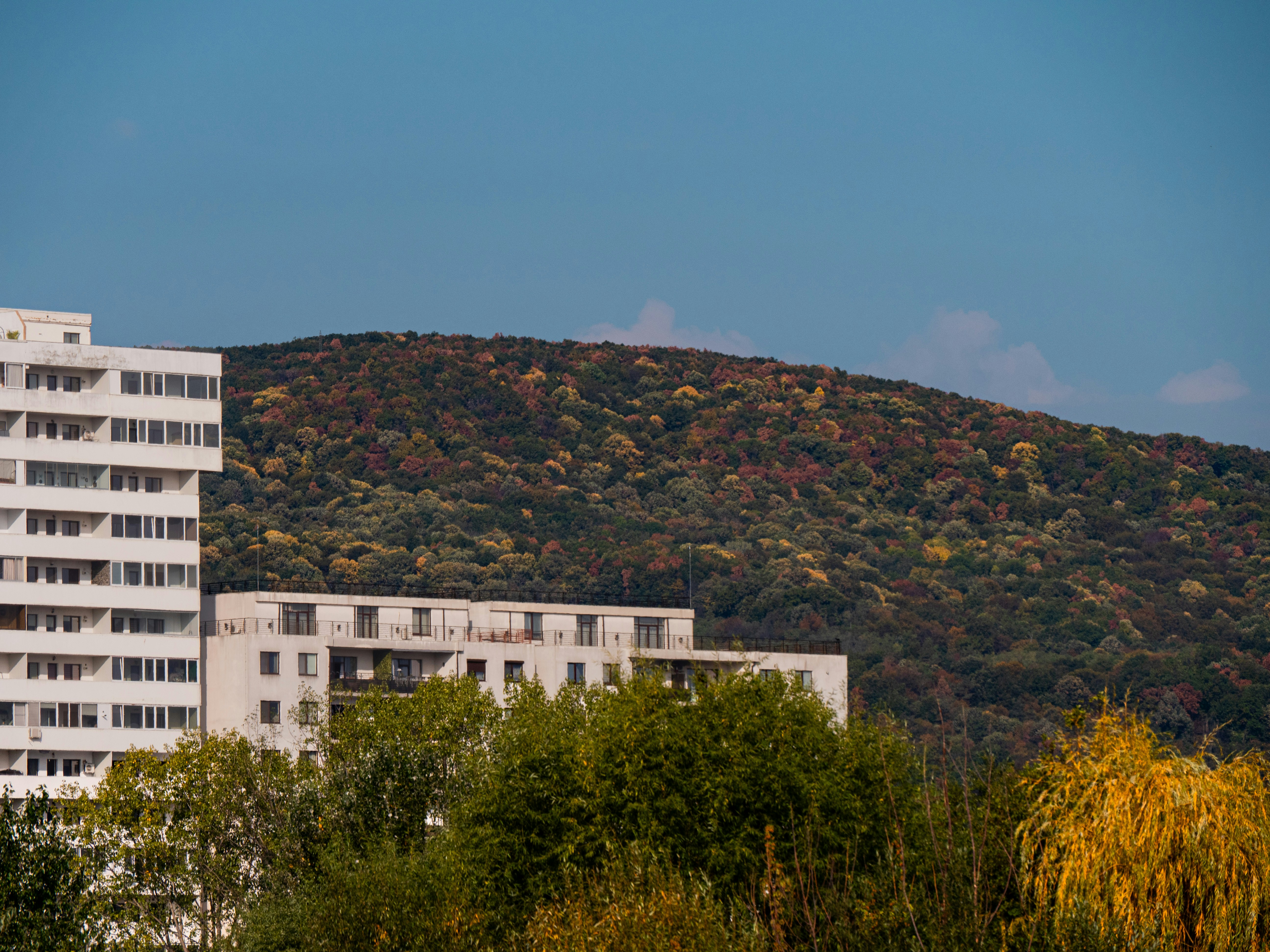 Urban Retreat: Nature's Palette Against Concrete