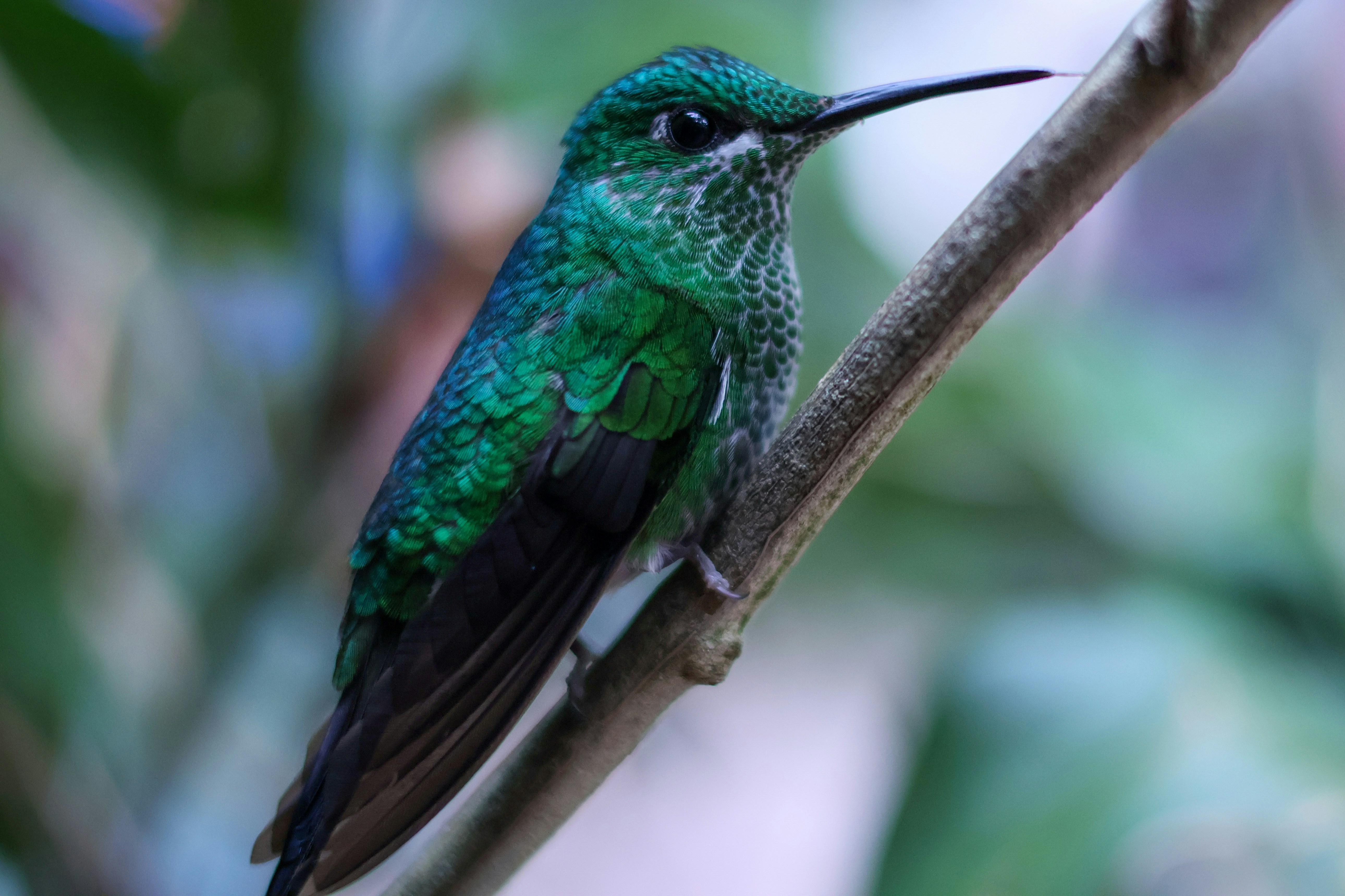 A green hummingbird rests on a branch.