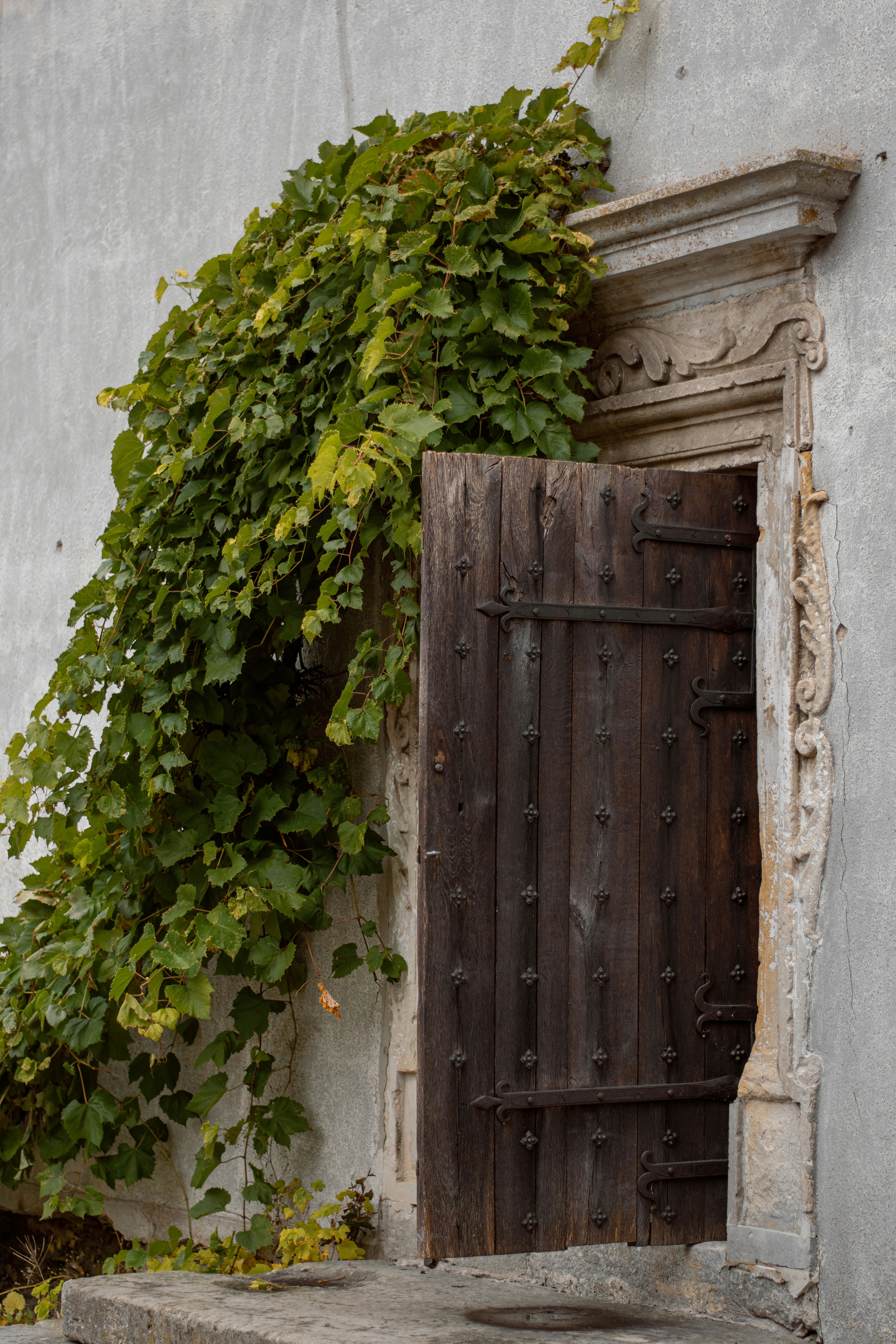 Old wooden door overgrown with green vines
