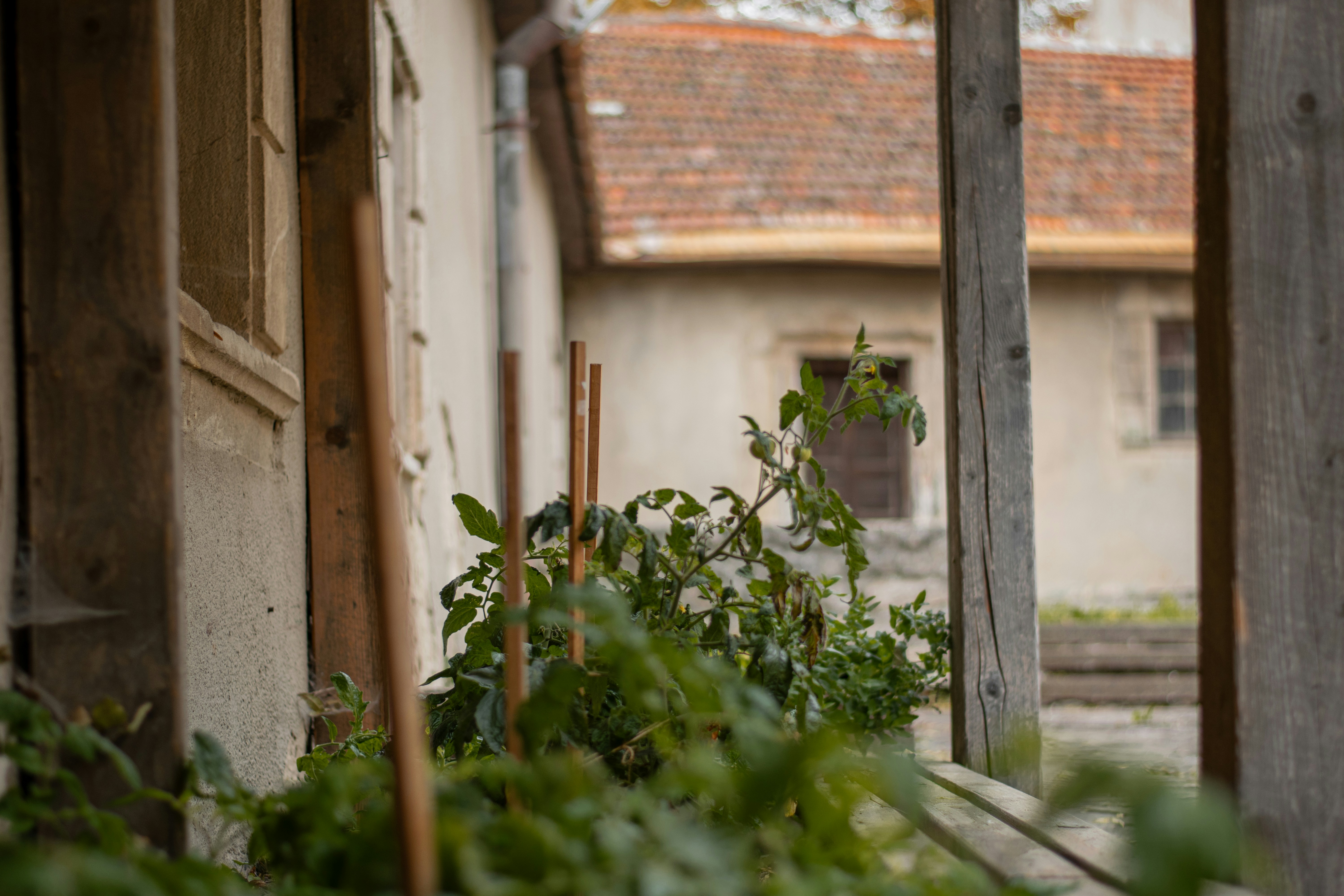 Green plants grow near an old building