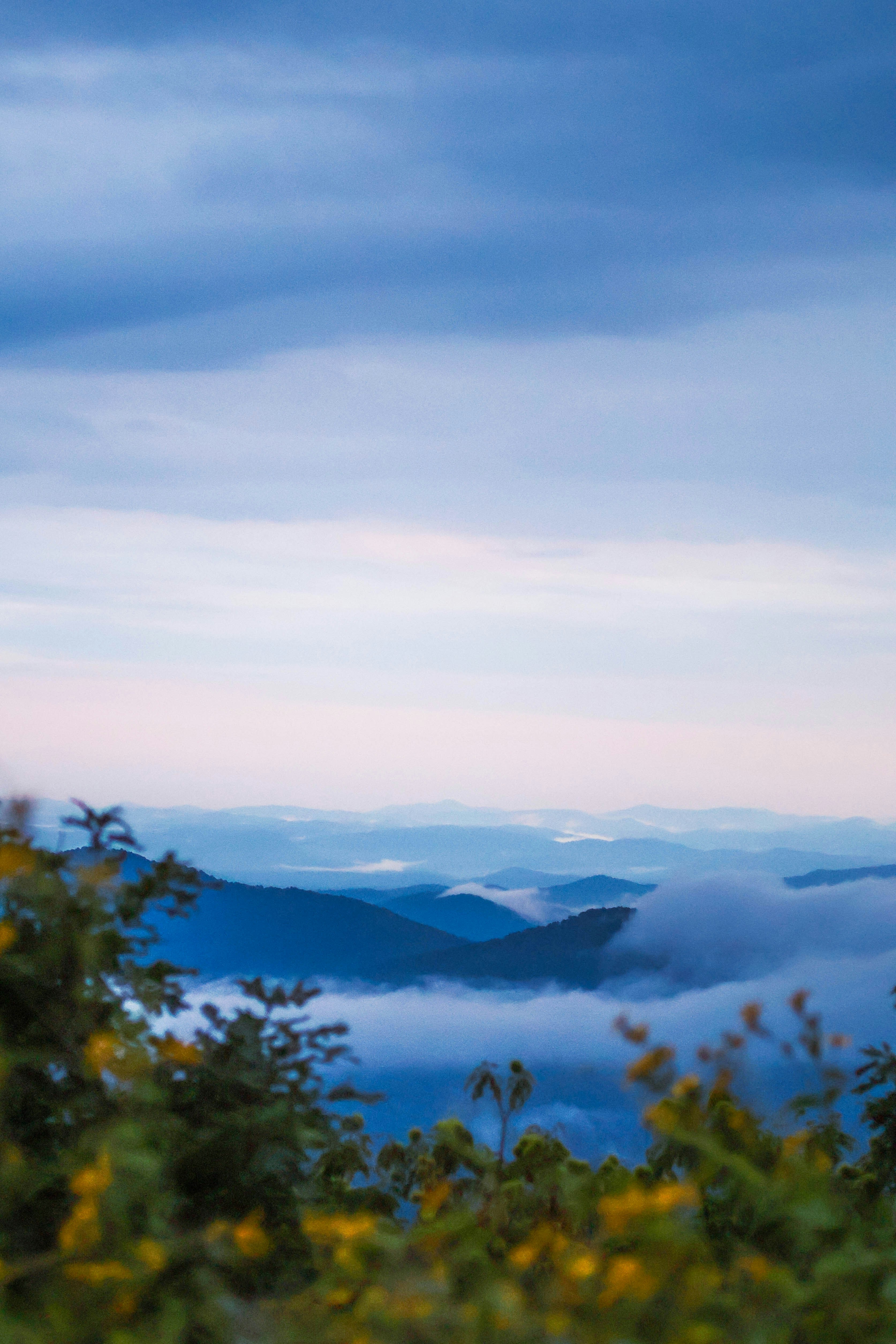 Misty mountains with flowers in foreground