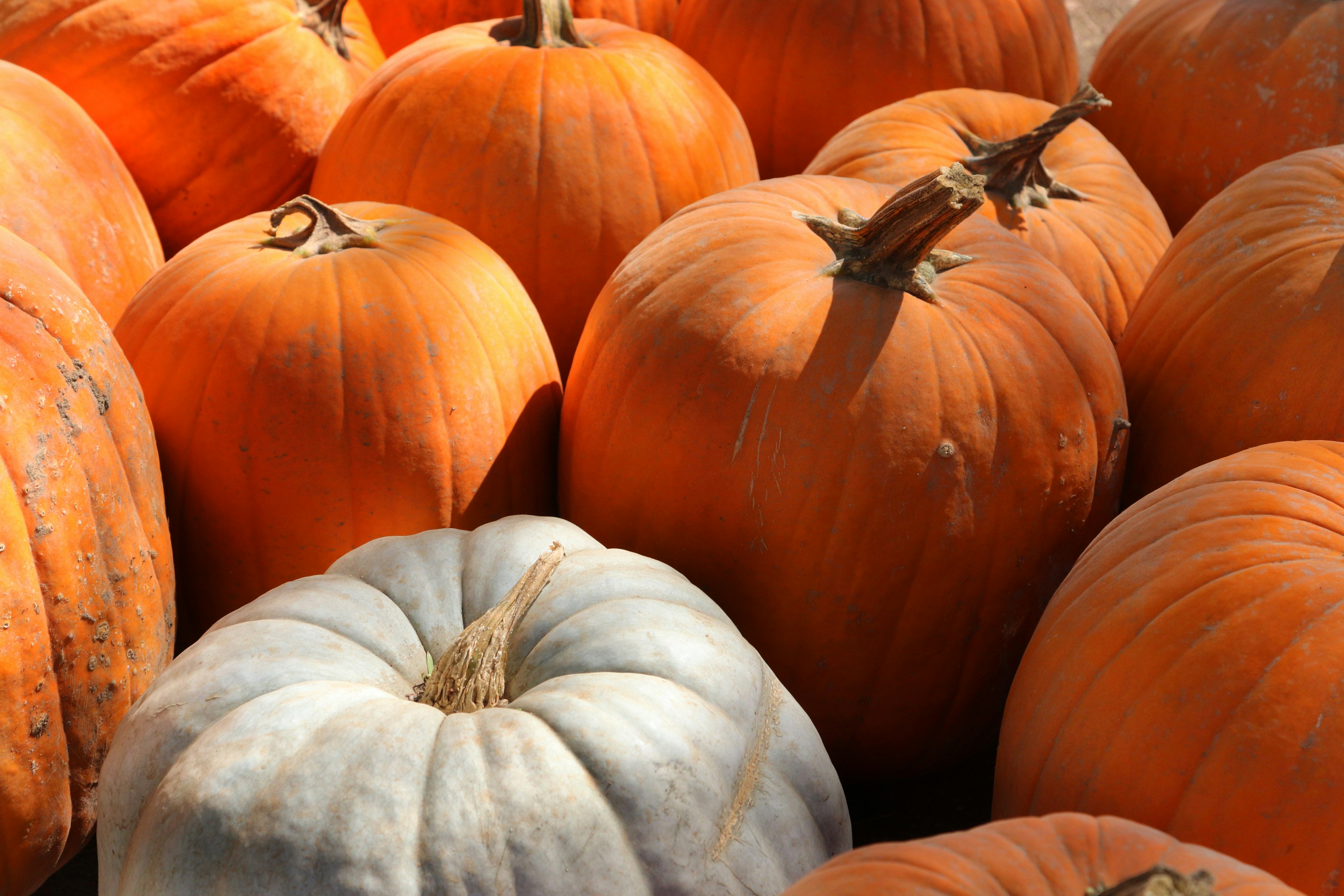 A cluster of vibrant orange pumpkins with one distinctive white pumpkin at the center, showcasing the seasonal bounty of autumn.