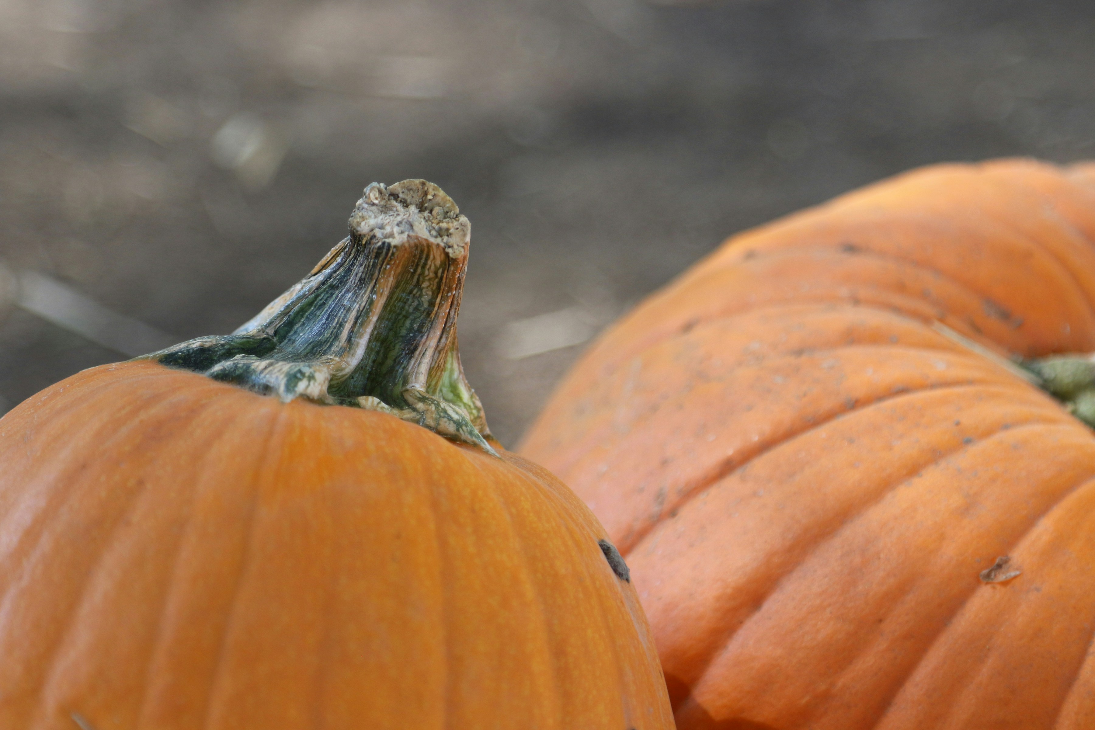 Close-up of two ripe pumpkins with textured skin and prominent stems, showcasing the essence of autumn harvest.