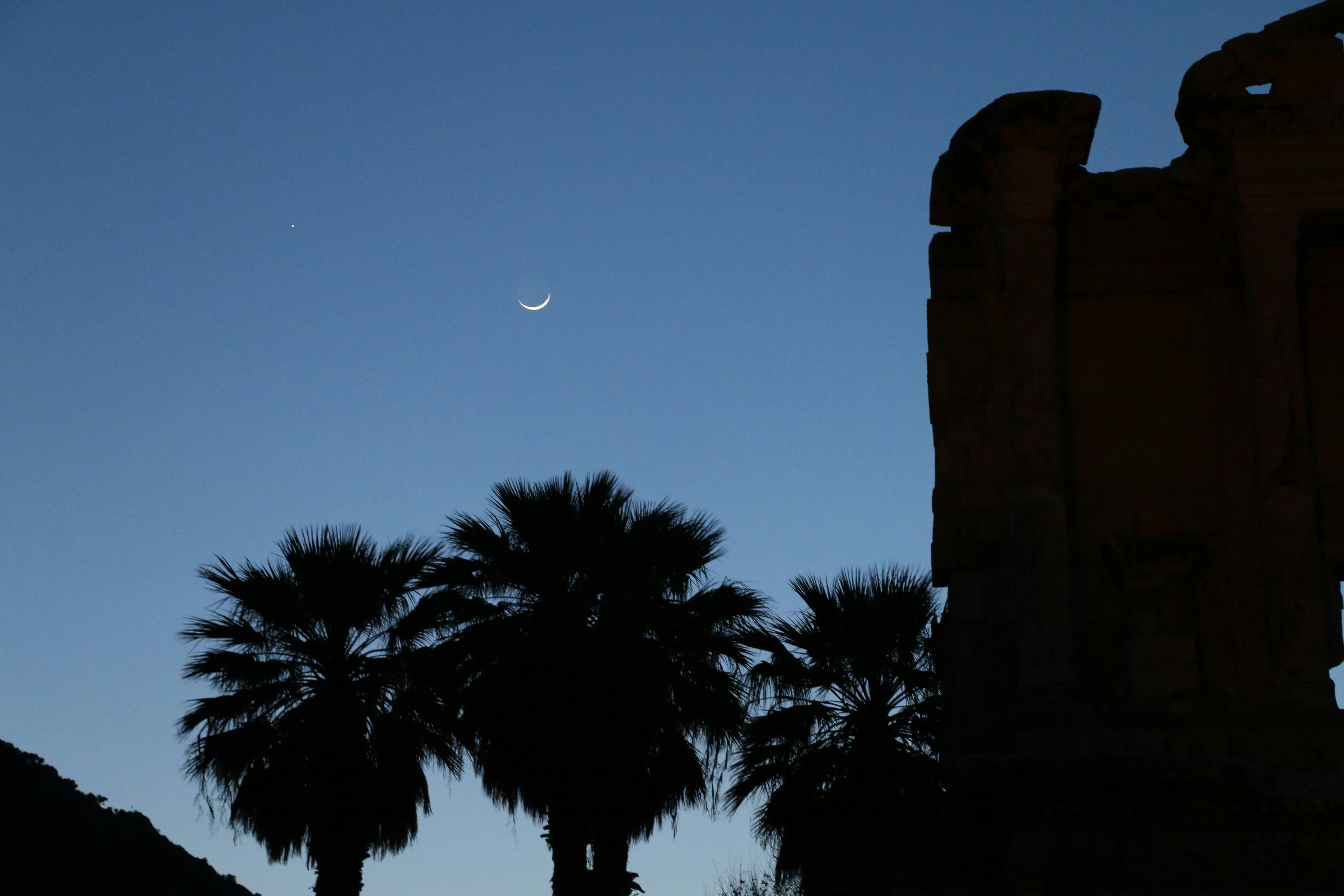 Whispers of the Night: Moonlit Silhouettes