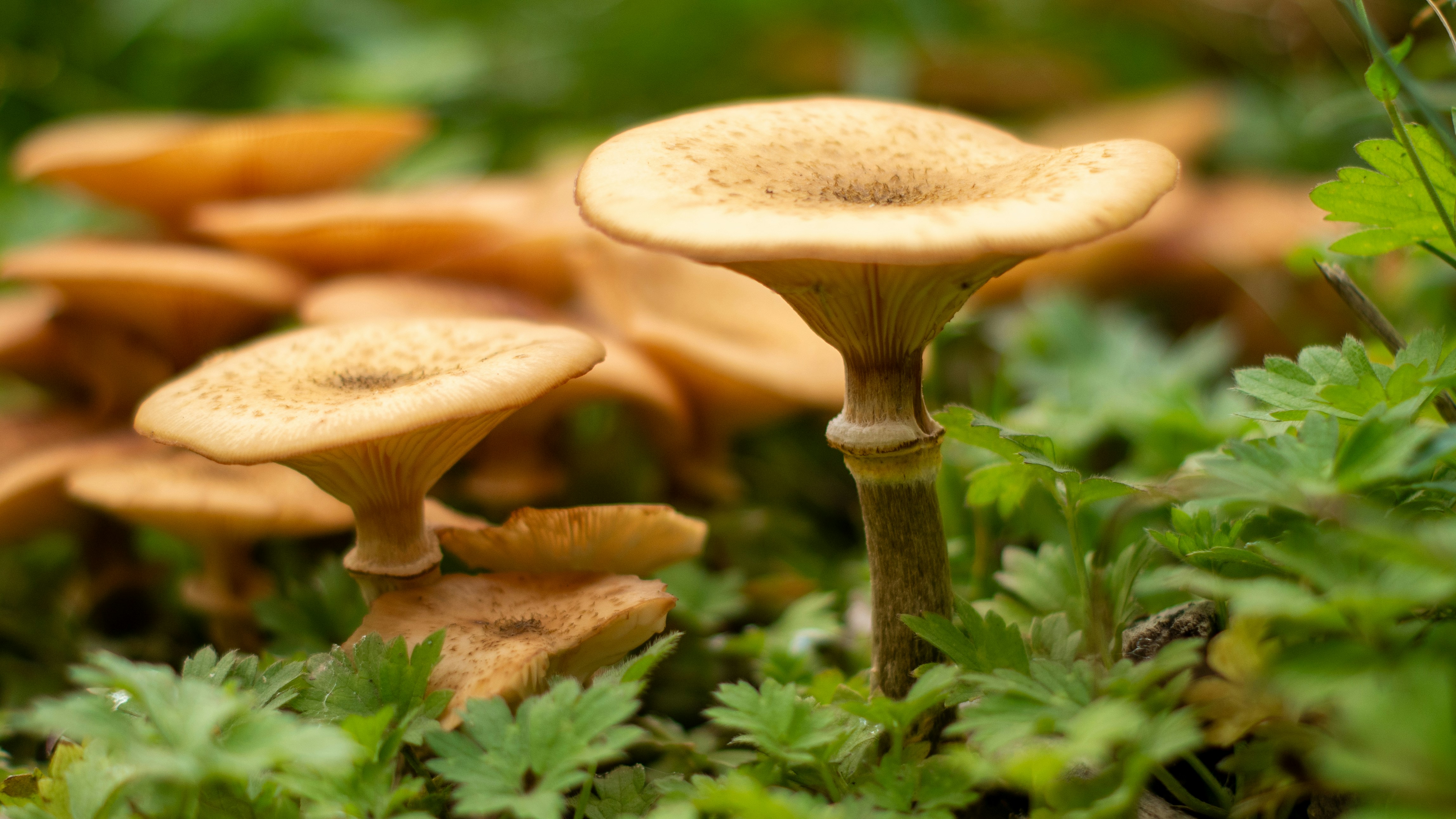 Whispers of the Forest Floor: A Fungal Gathering