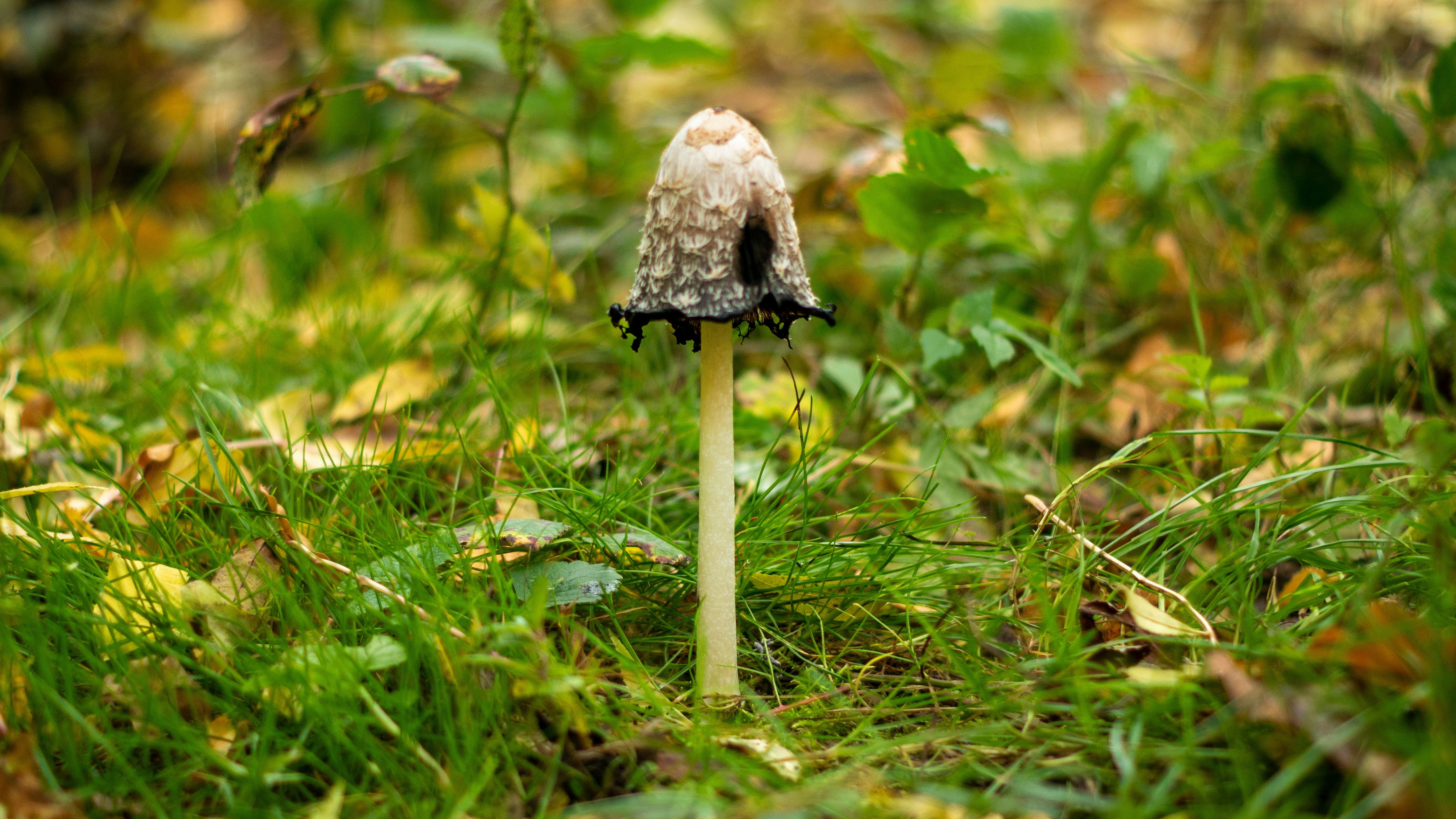 Nature's Sculpted Mystery: The Ink Cap Mushroom