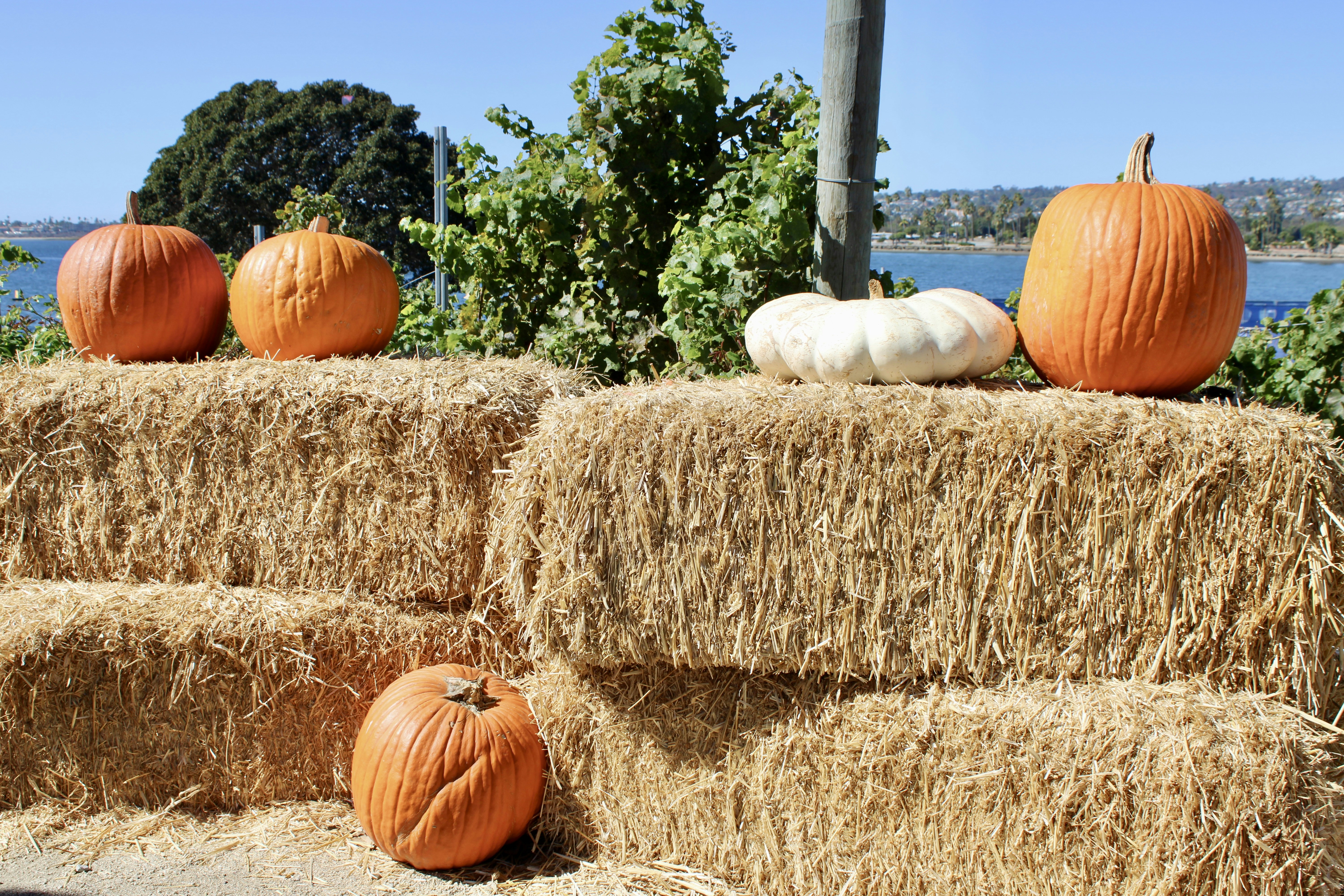 Harvest Harmony: A Seasonal Display