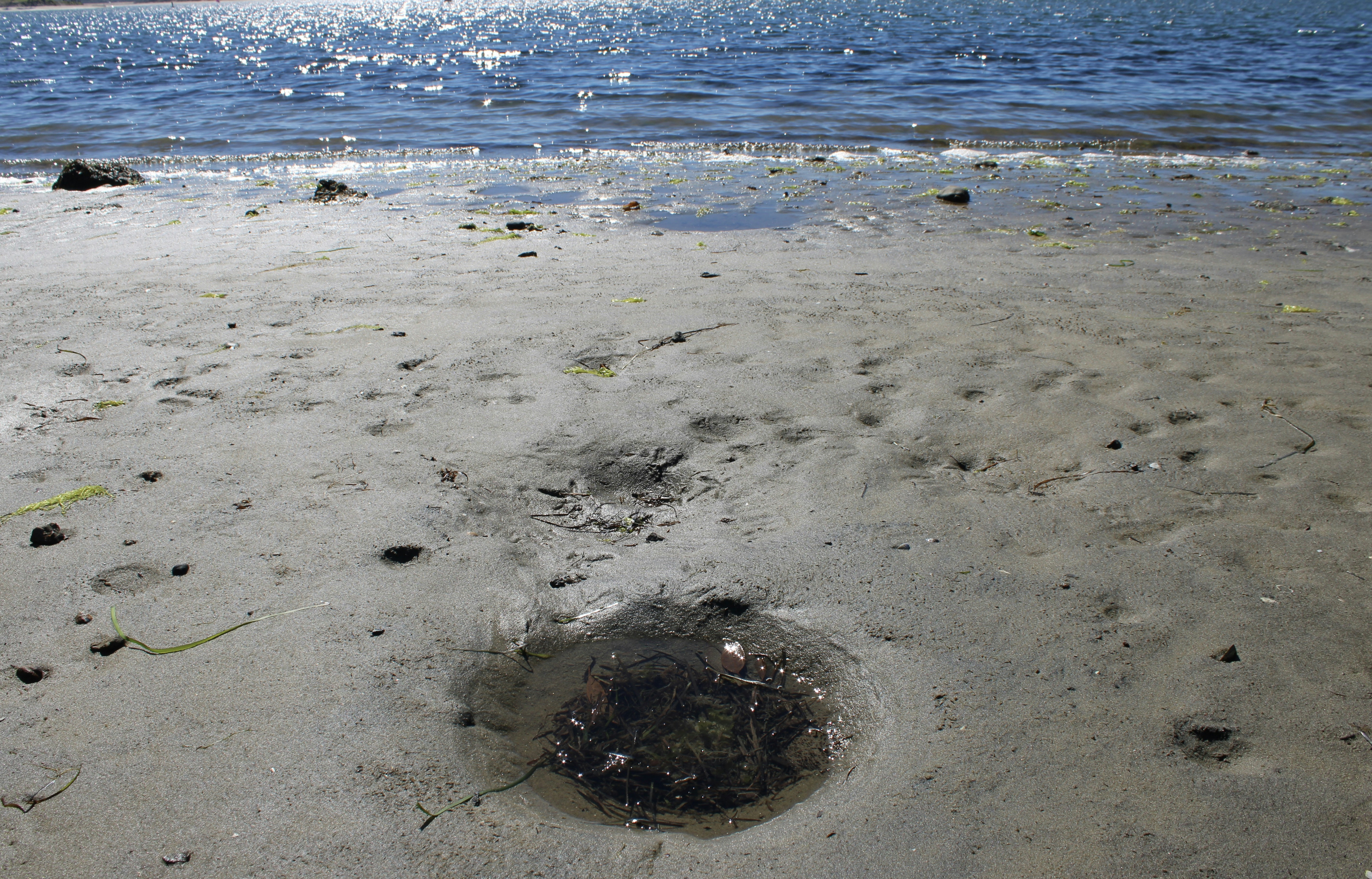 Tidal Secrets: The Hidden Life Beneath the Shore
