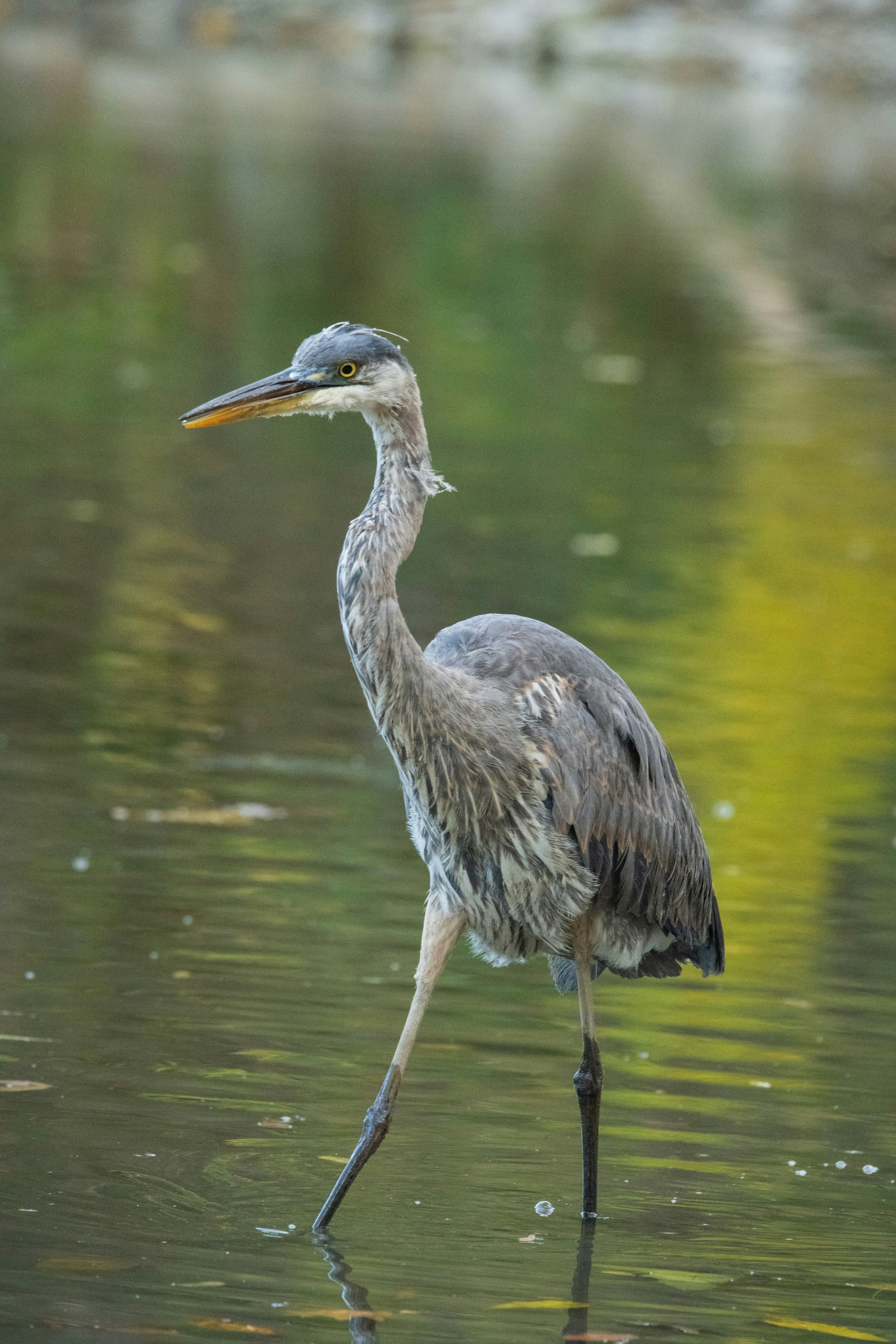 A great blue heron stands in shallow water.