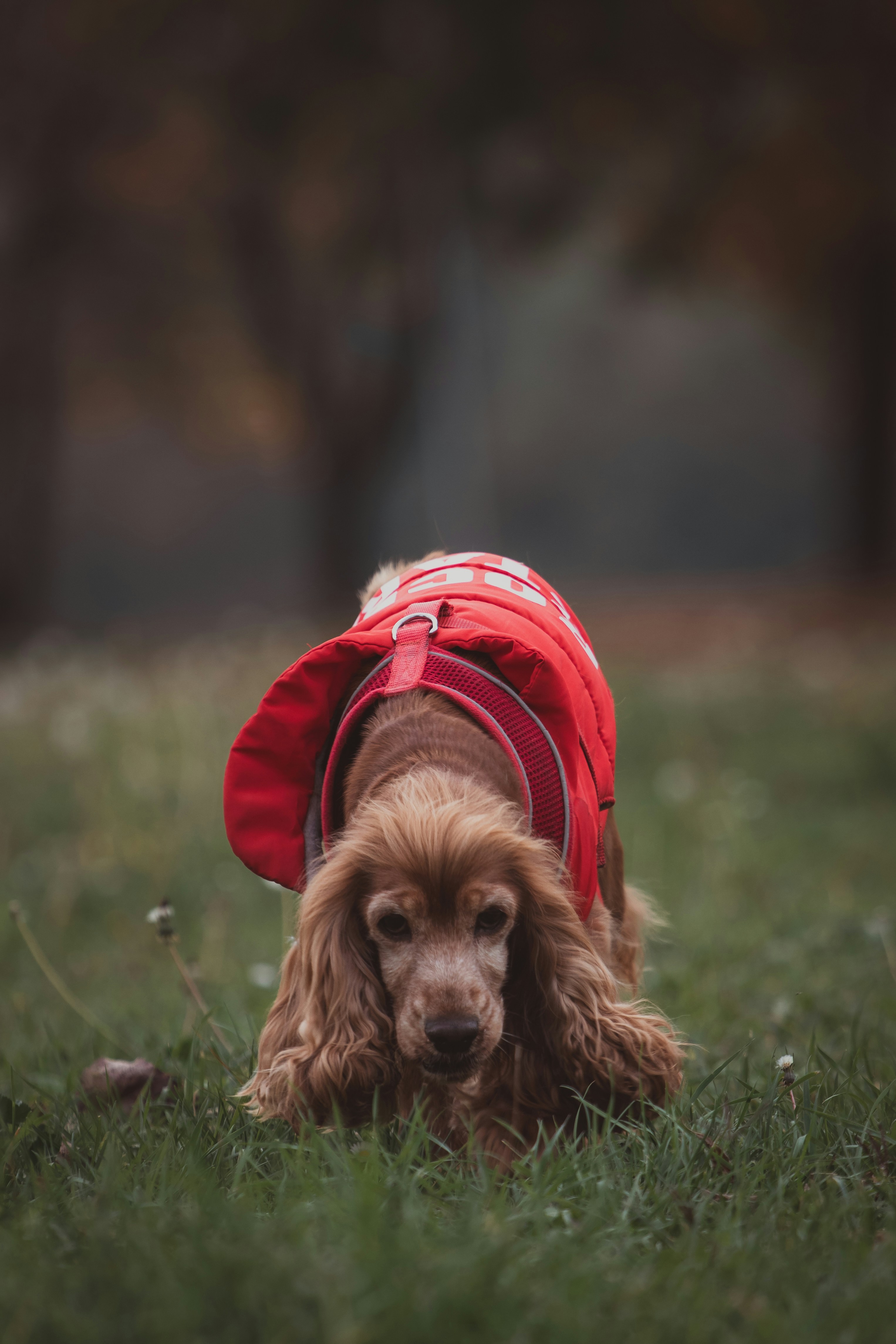 Cocker Spaniel in a bright red jacket exploring a grassy field, with a blurred natural background.