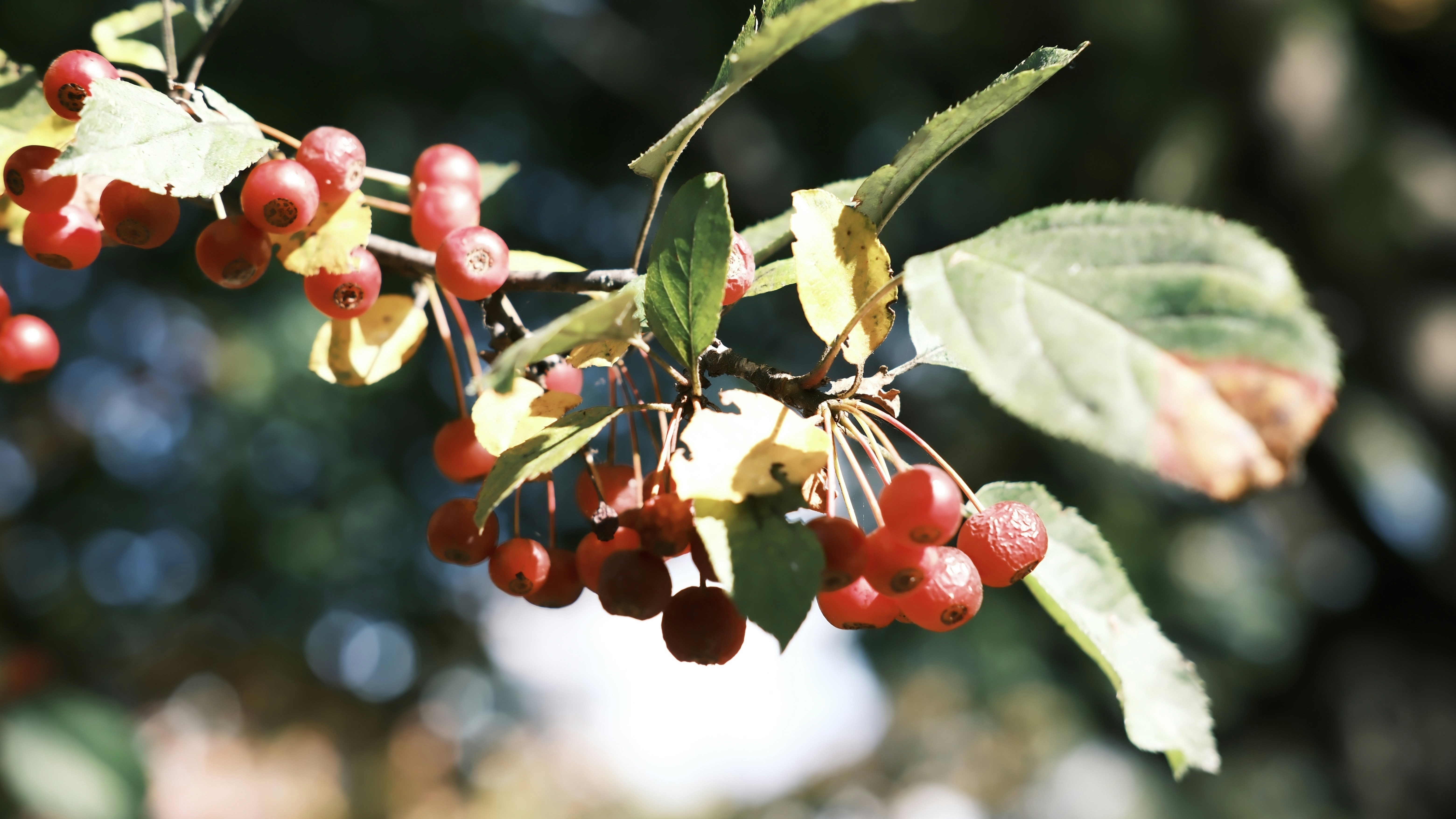 Whispers of Autumn: Nature's Berry Bounty
