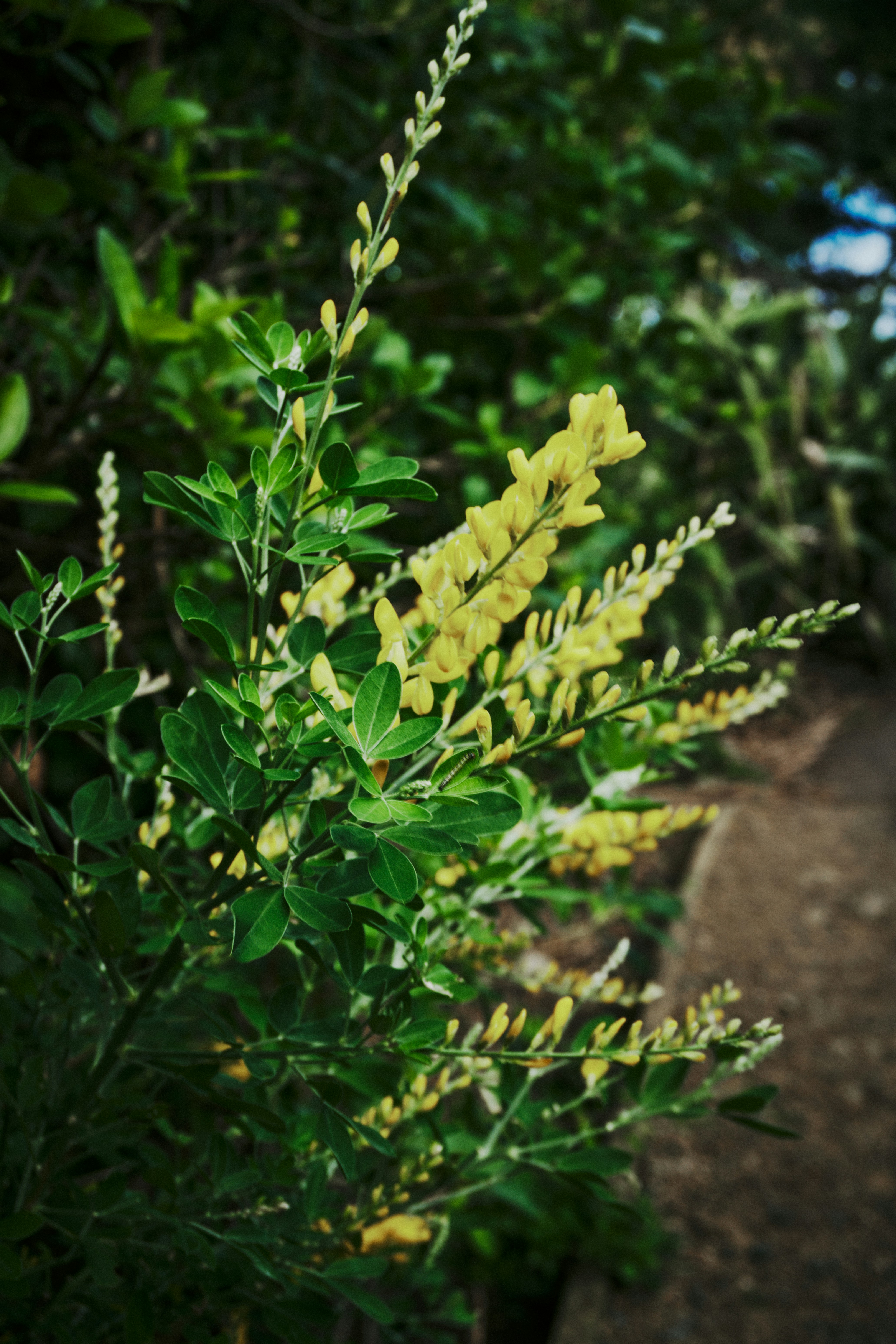 Whispers of Nature: A Botanical Symphony