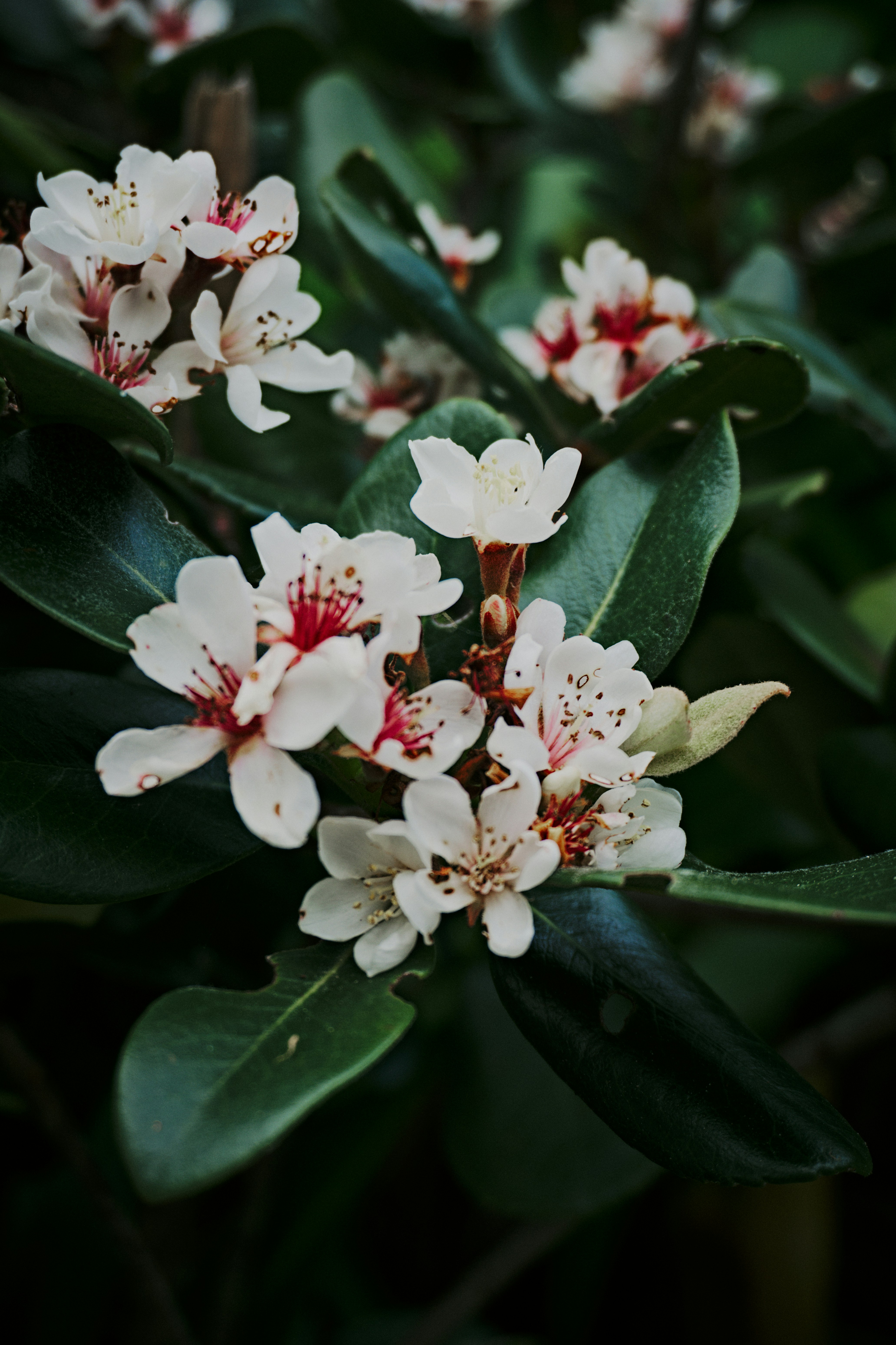 Whispers of Spring: Floral Elegance Amidst Greenery
