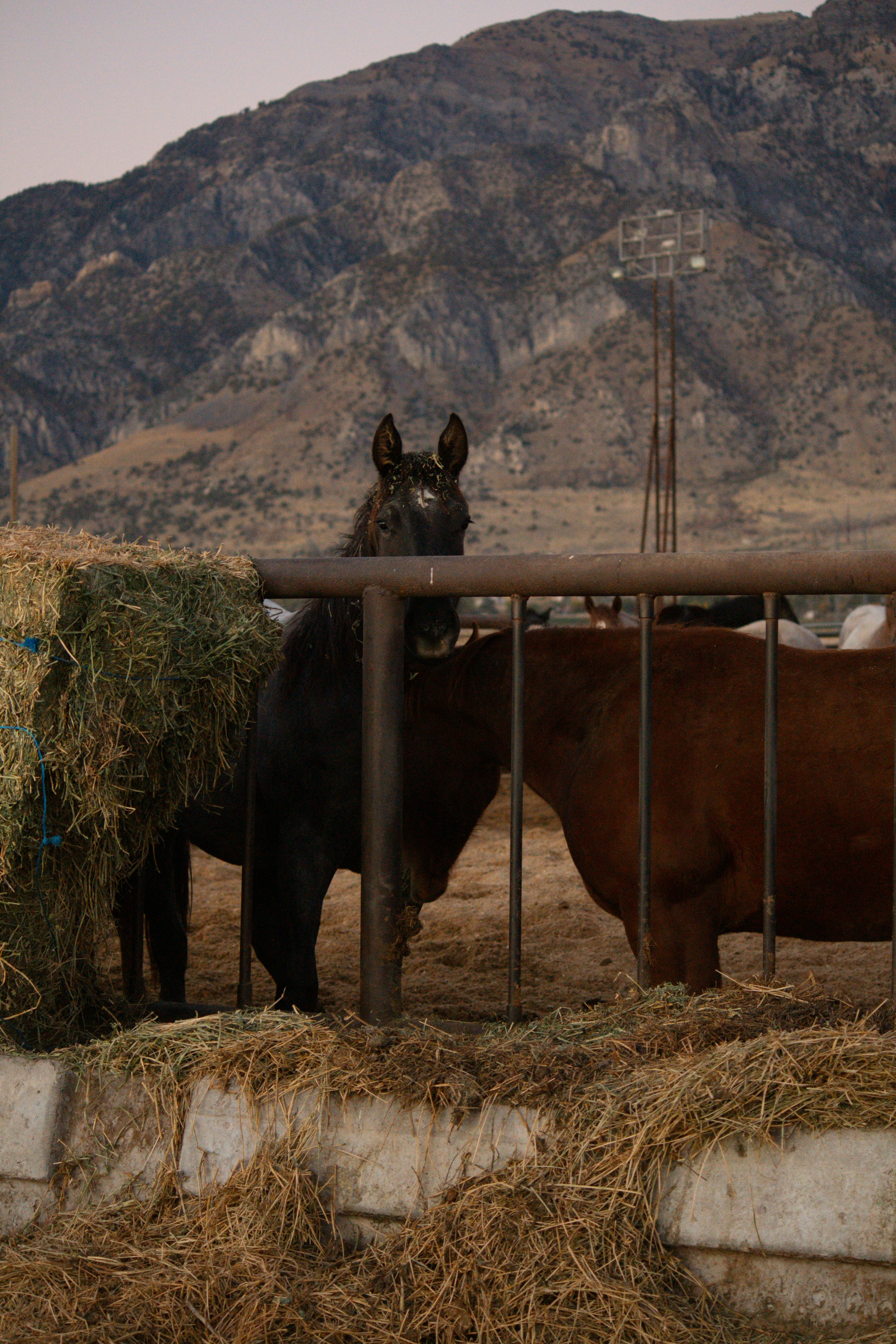 Equine Curiosity Amidst Rustic Surroundings
