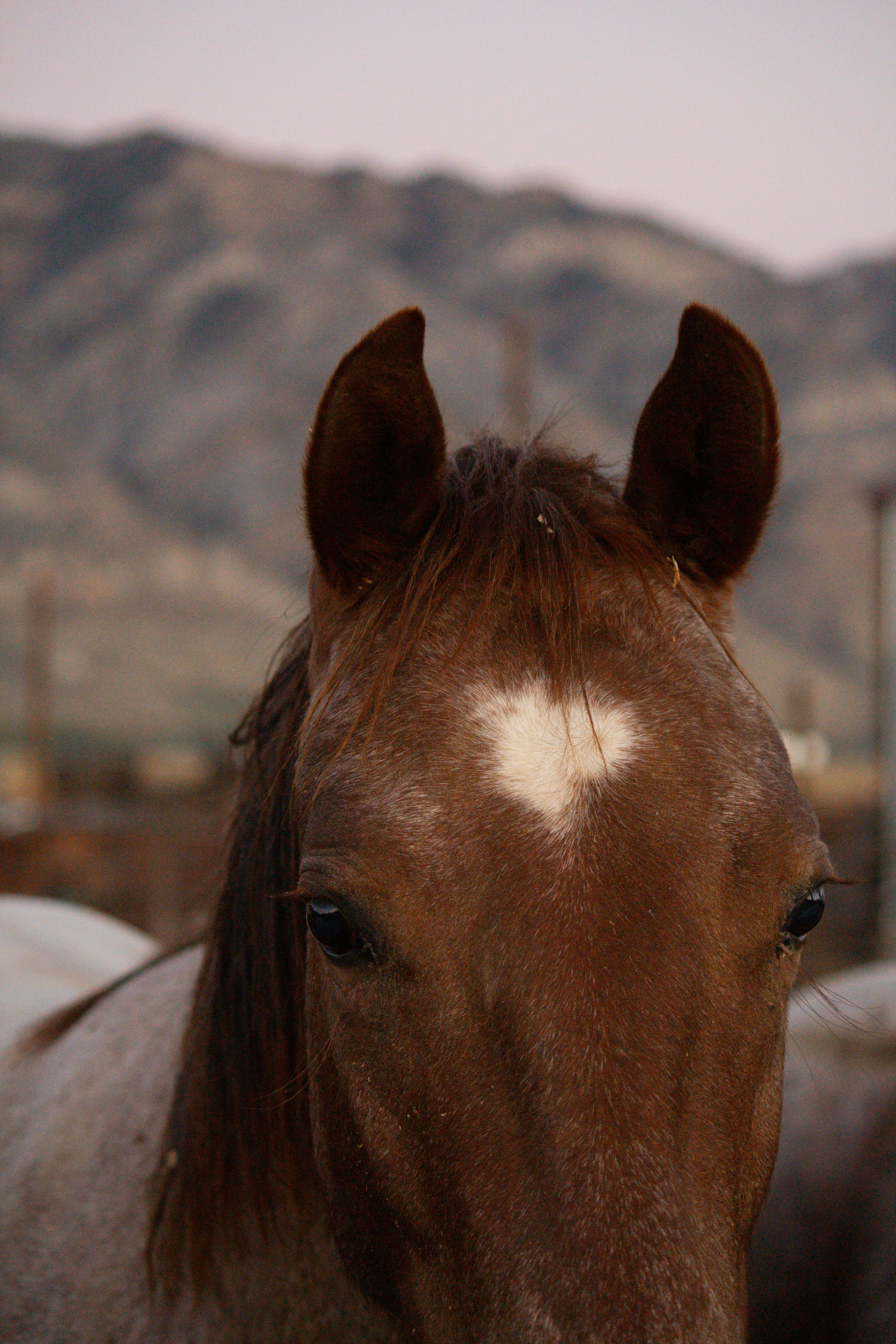 Heartfelt Gaze of the Equine
