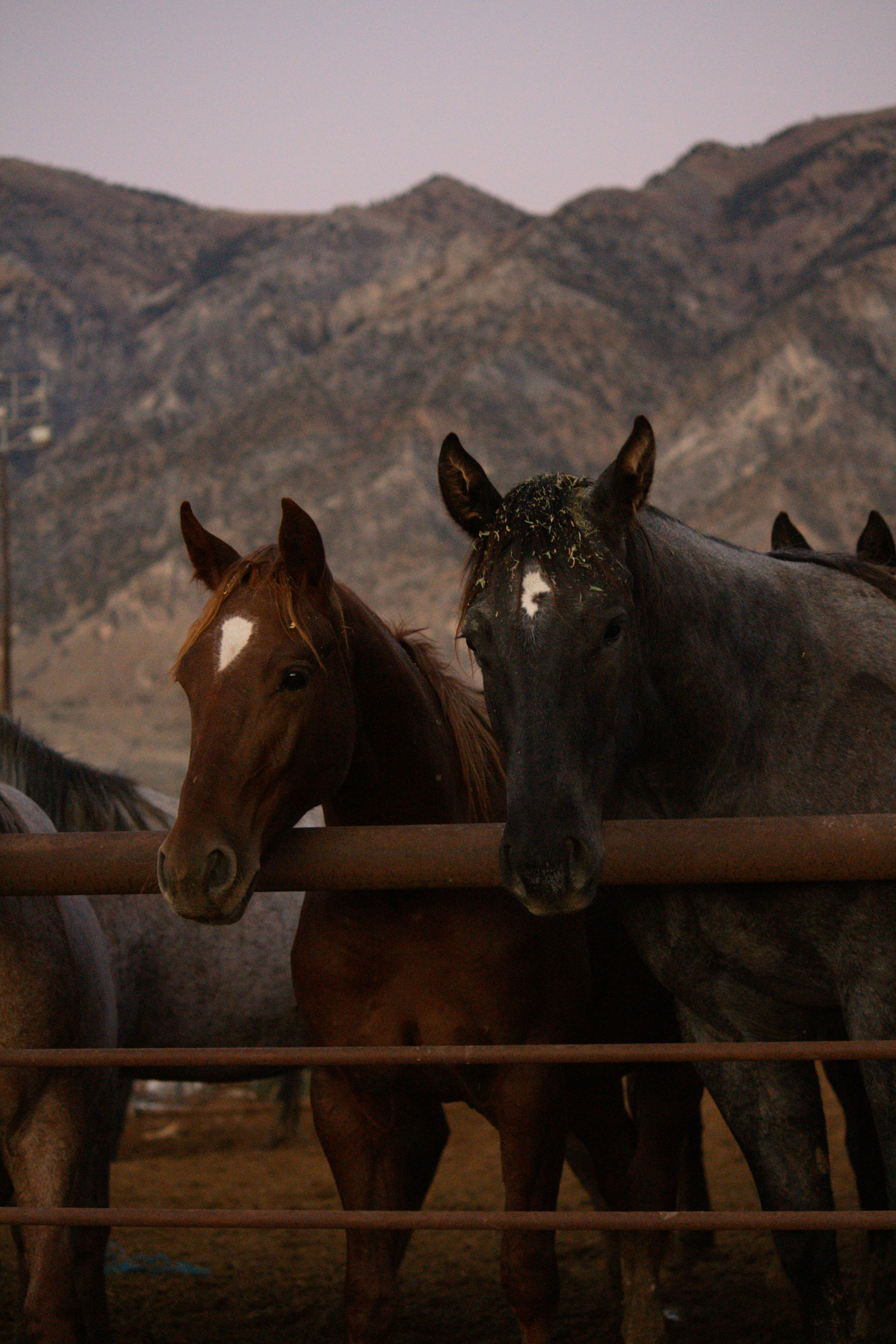 On Lookout at the Fence: Two Horses Against a Craggy Mountain Backdrop