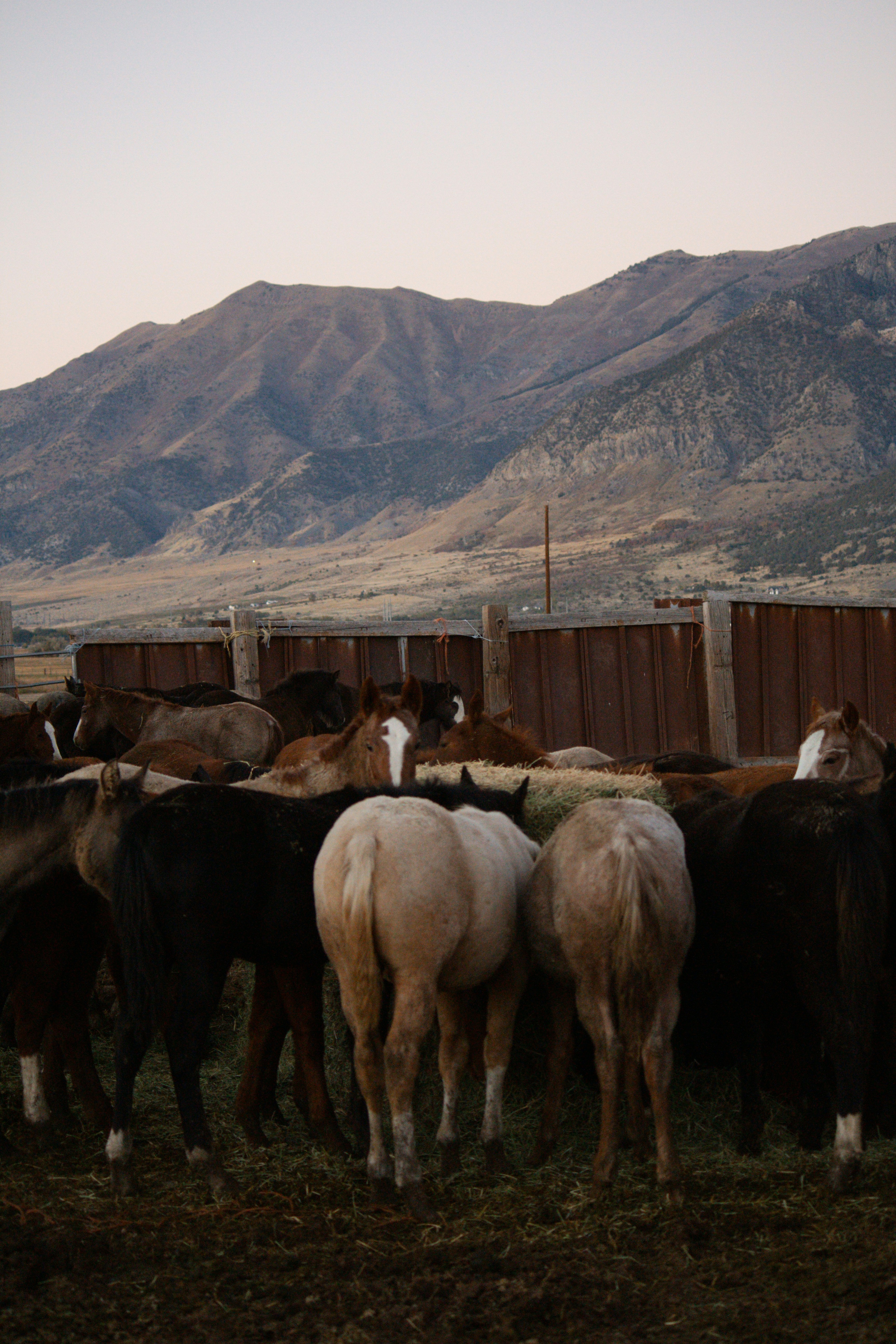 Equine Harmony at Dusk