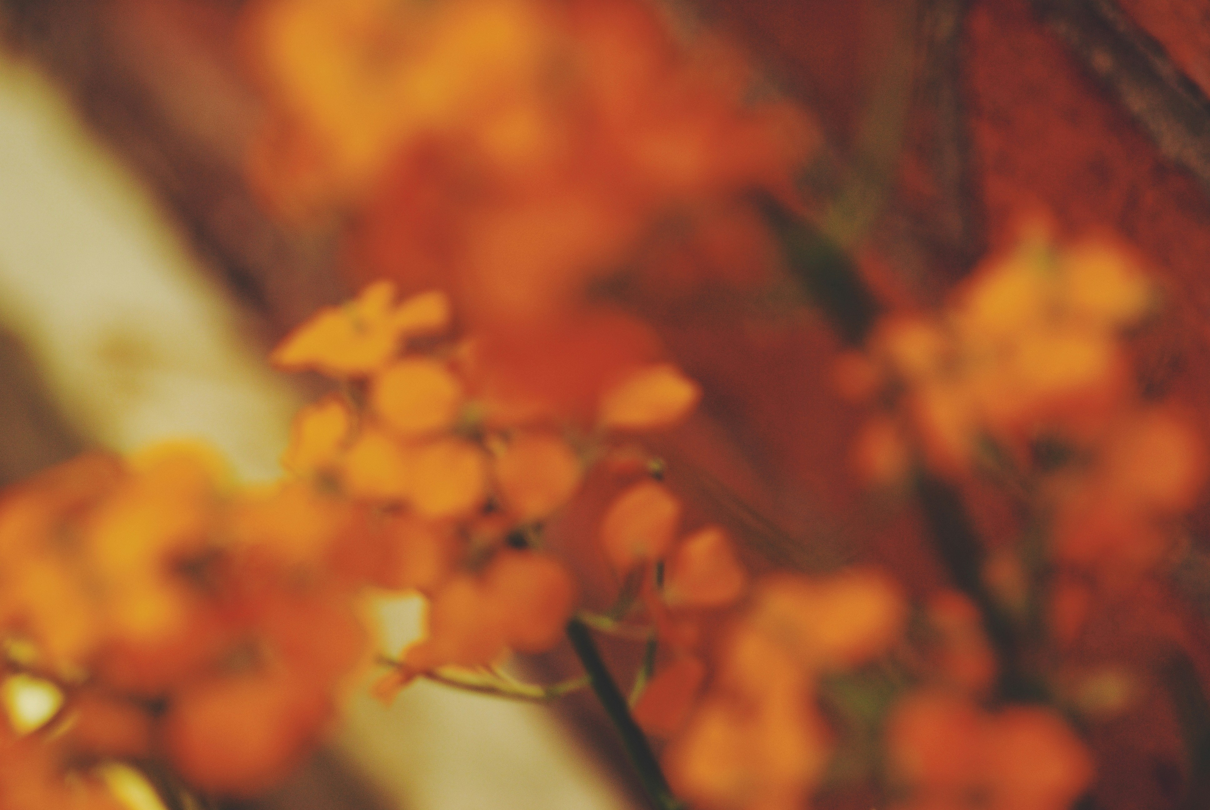 Soft focus on vibrant orange flowers against a textured background