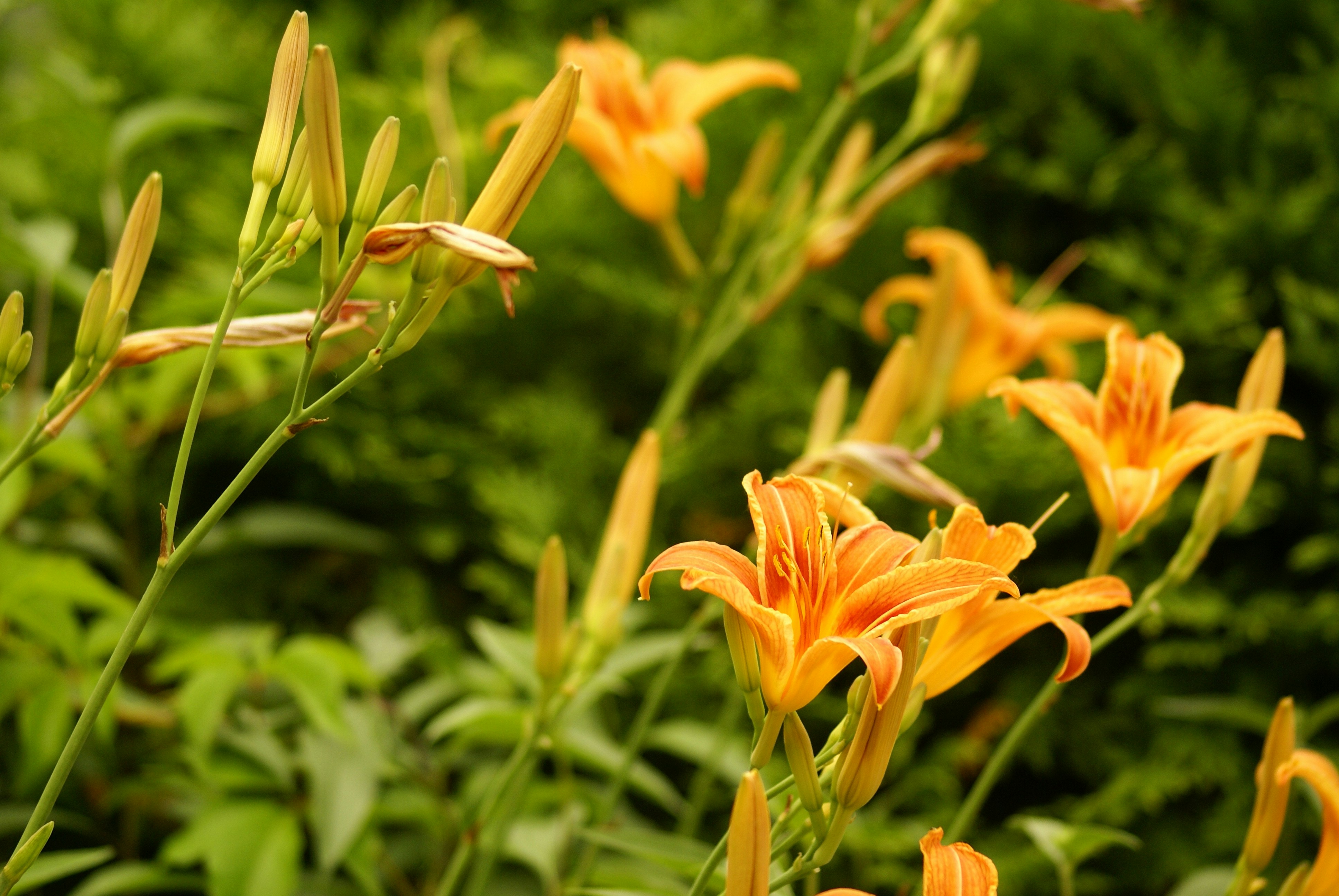 Golden Blooms Amidst Lush Greenery