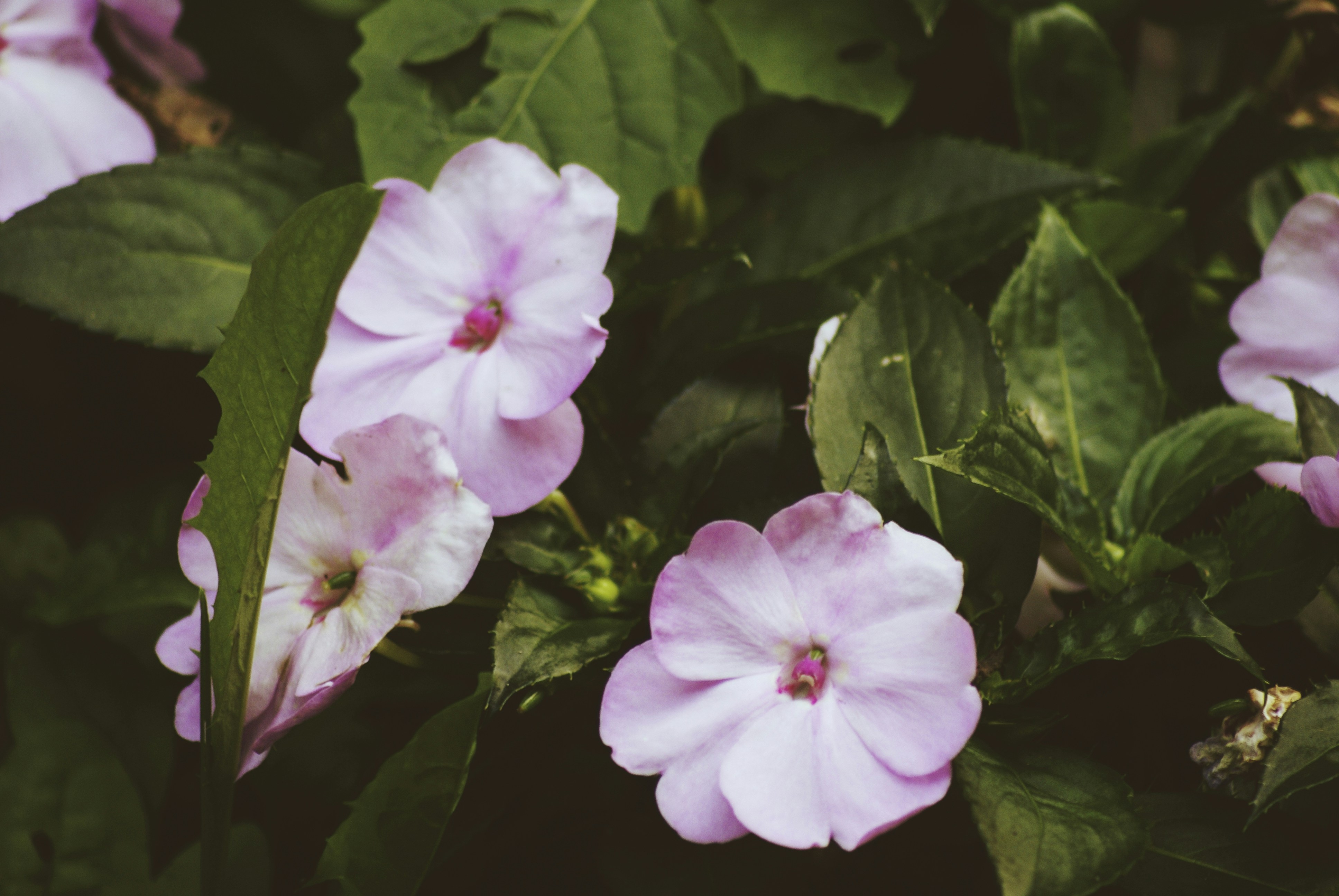 Pale pink impatiens flowers bloom among green leaves.