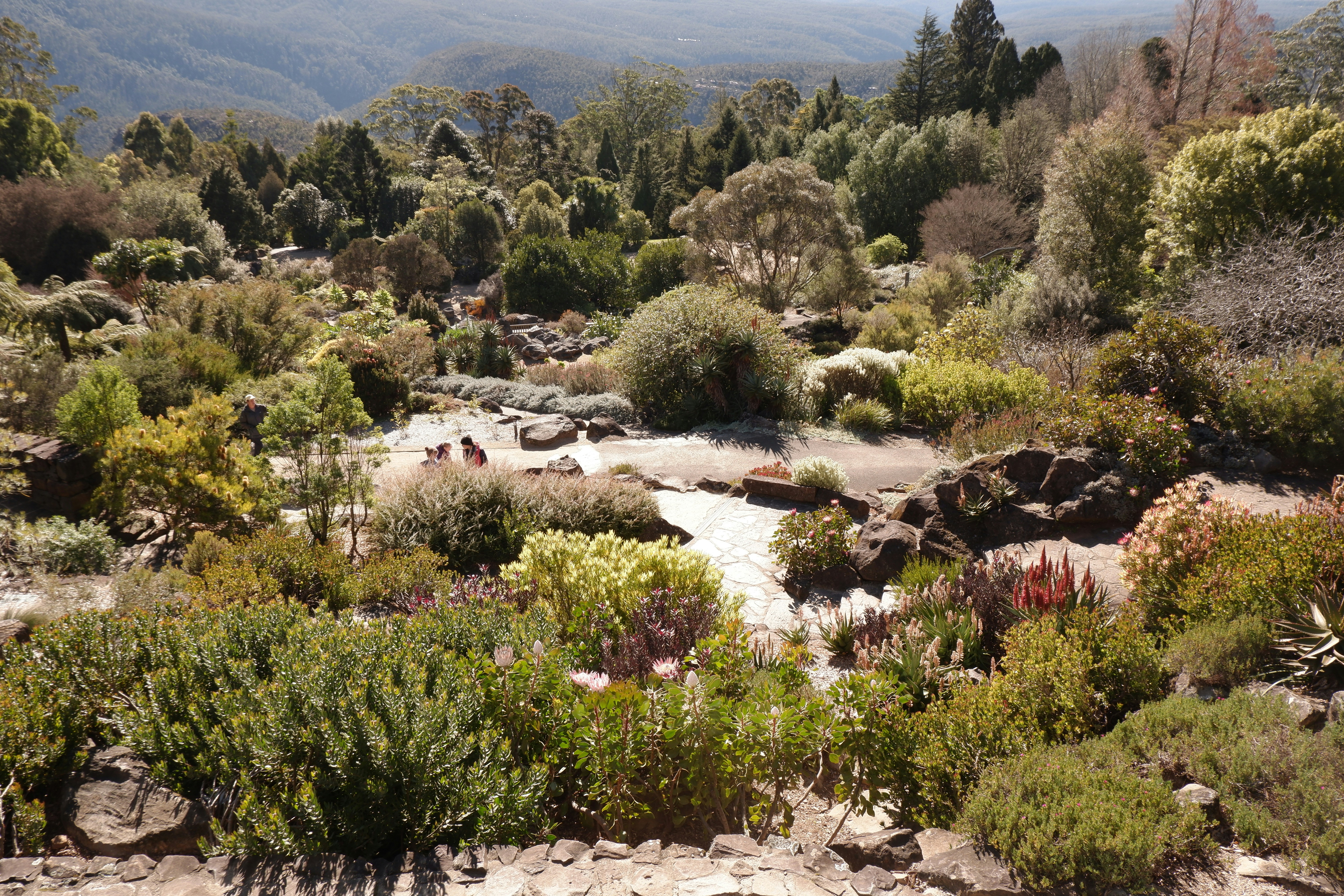 A rocky garden with diverse plants and trees. photo – Free Trees Image ...