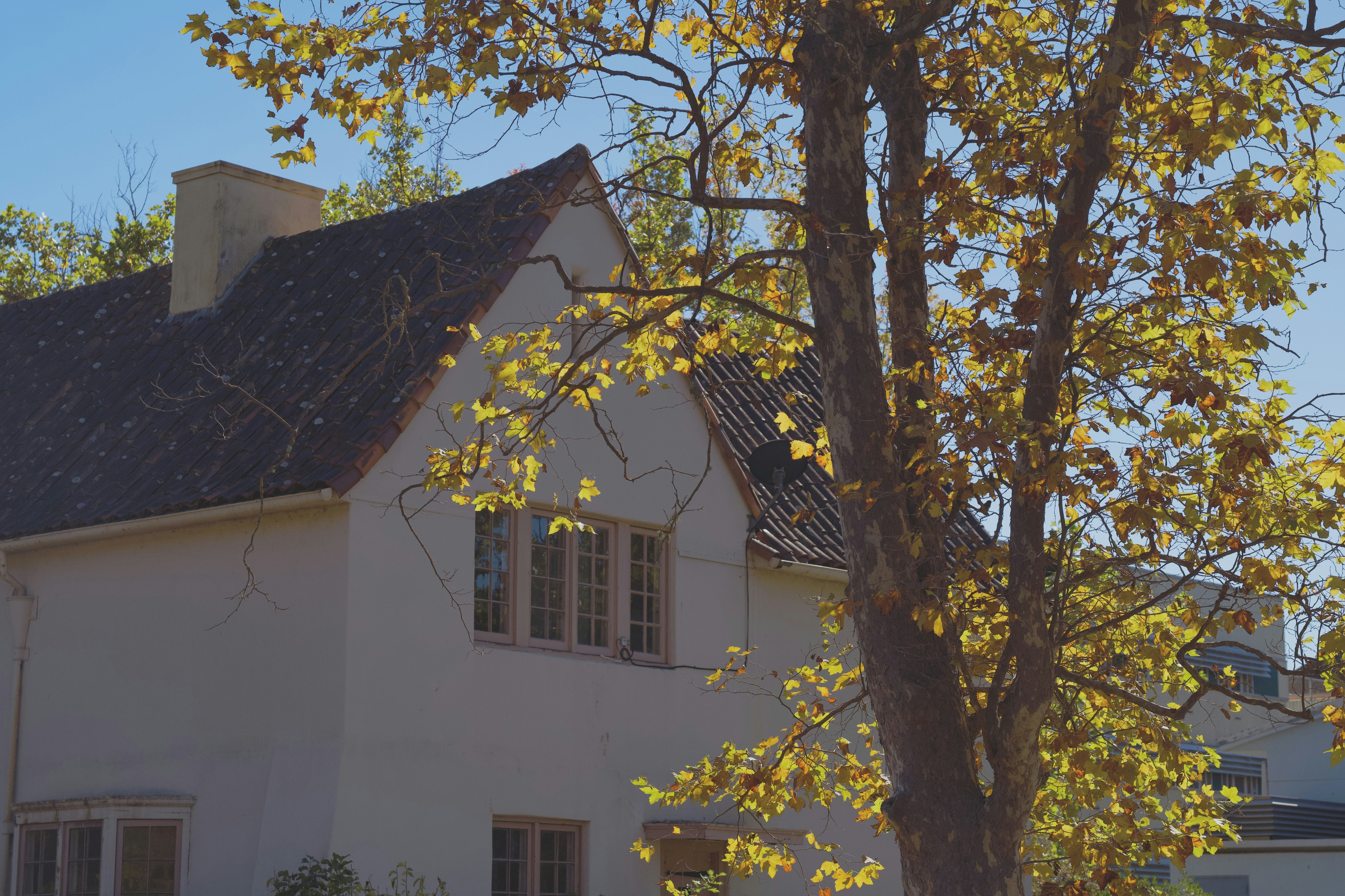 A house with autumn leaves on a tree.