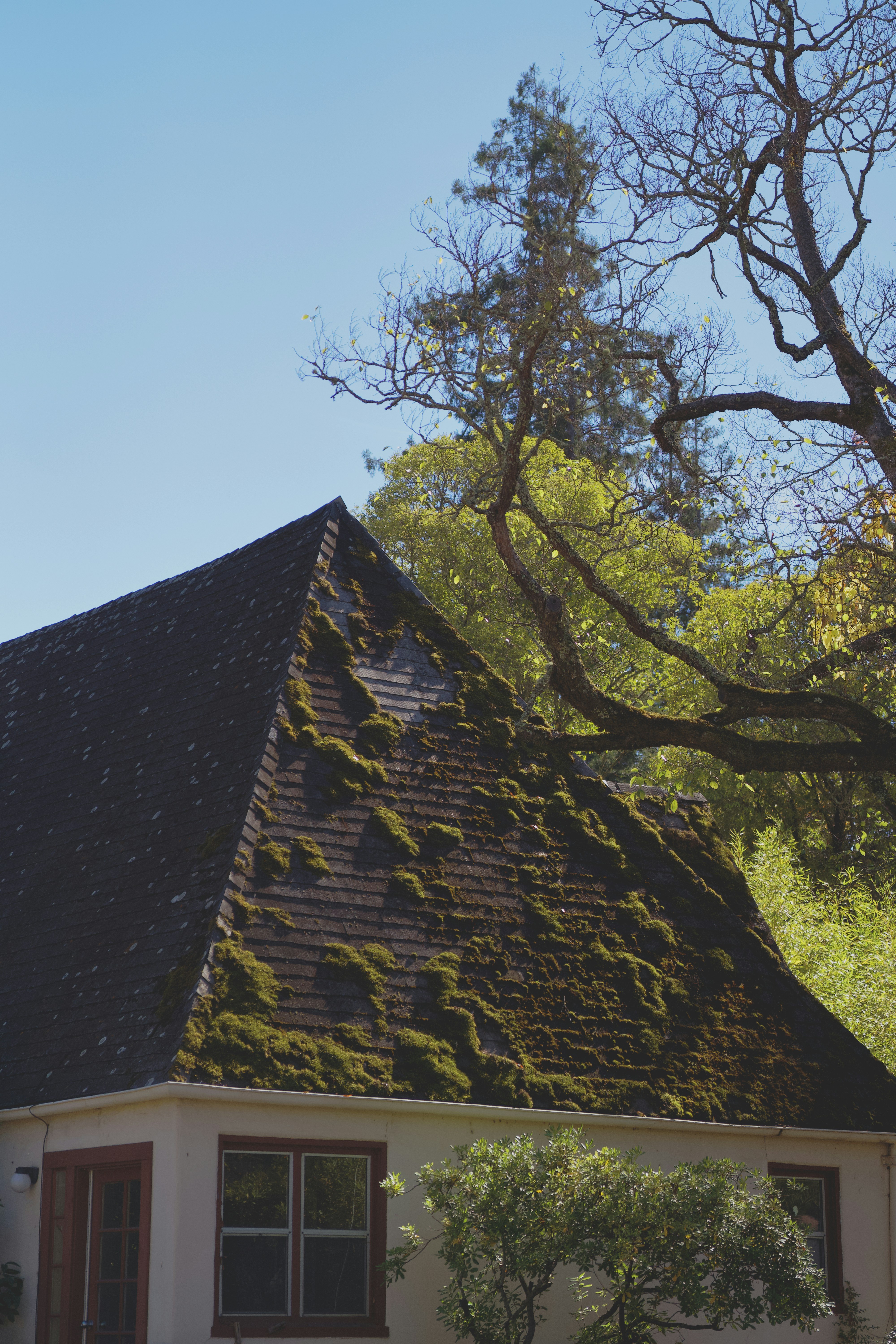 Moss-covered roof of a house with trees.