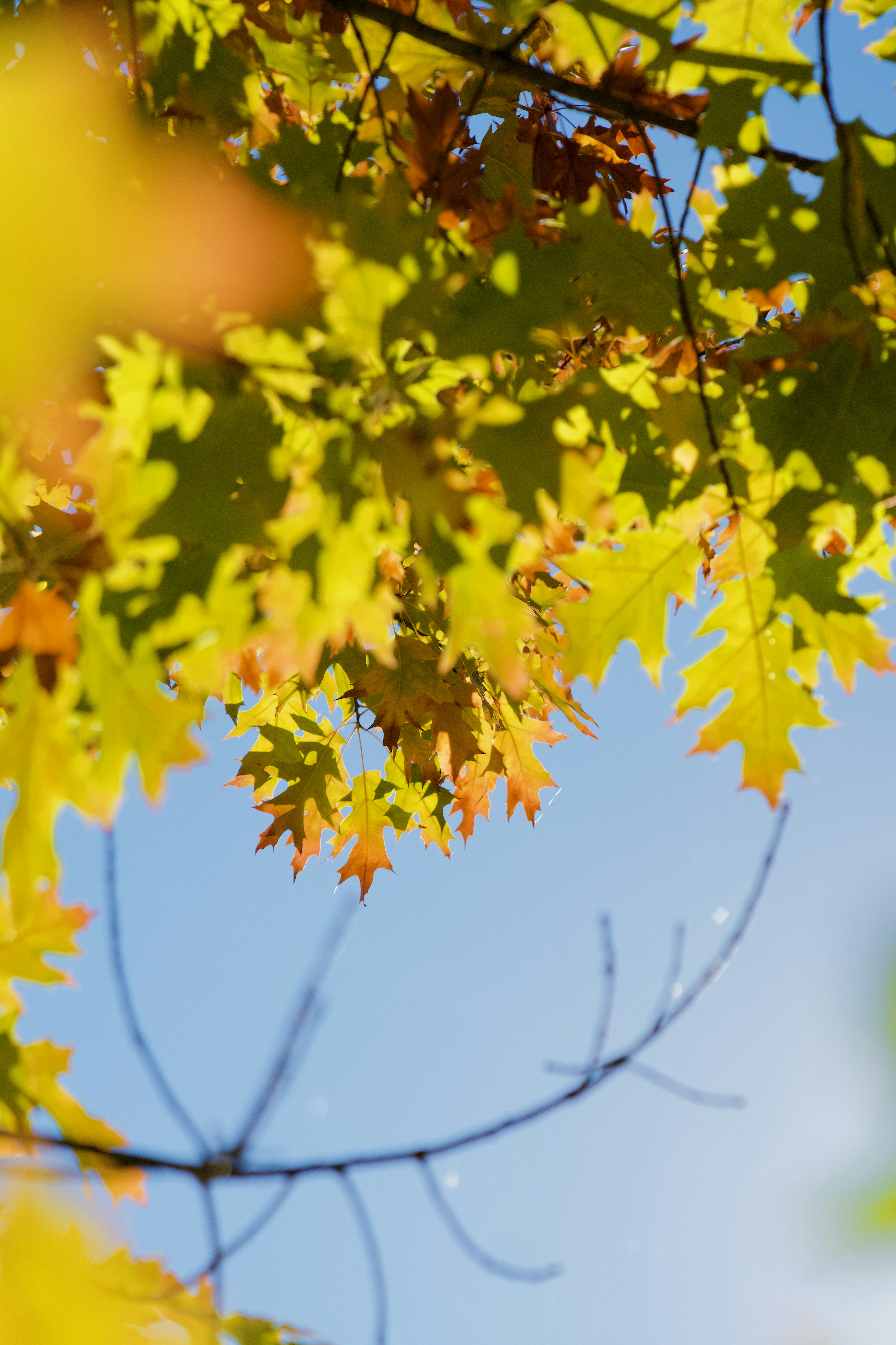 Vibrant green and orange leaves create a lush canopy against a clear blue sky, capturing the essence of autumn's arrival.