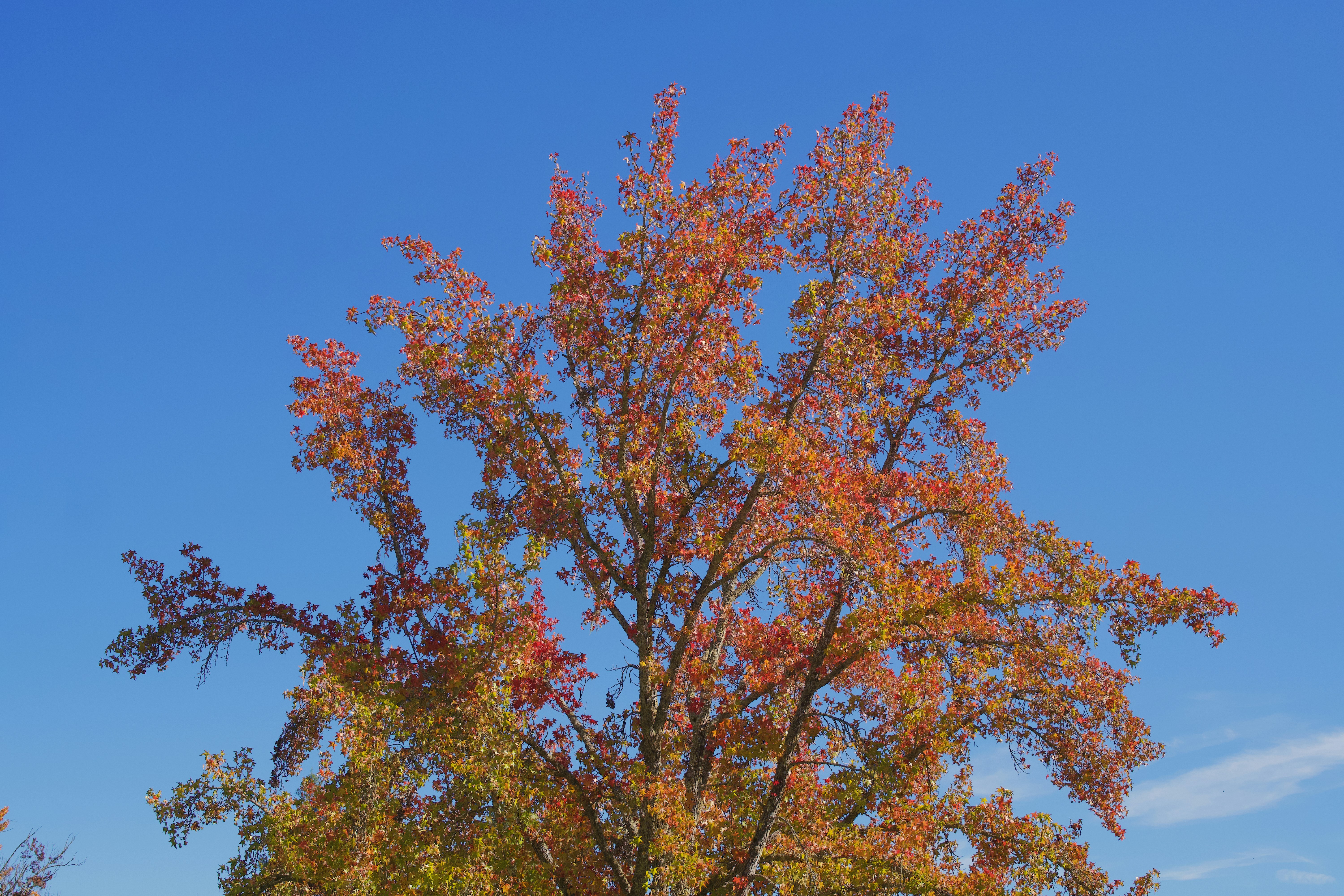 Autumn tree with vibrant orange and red leaves