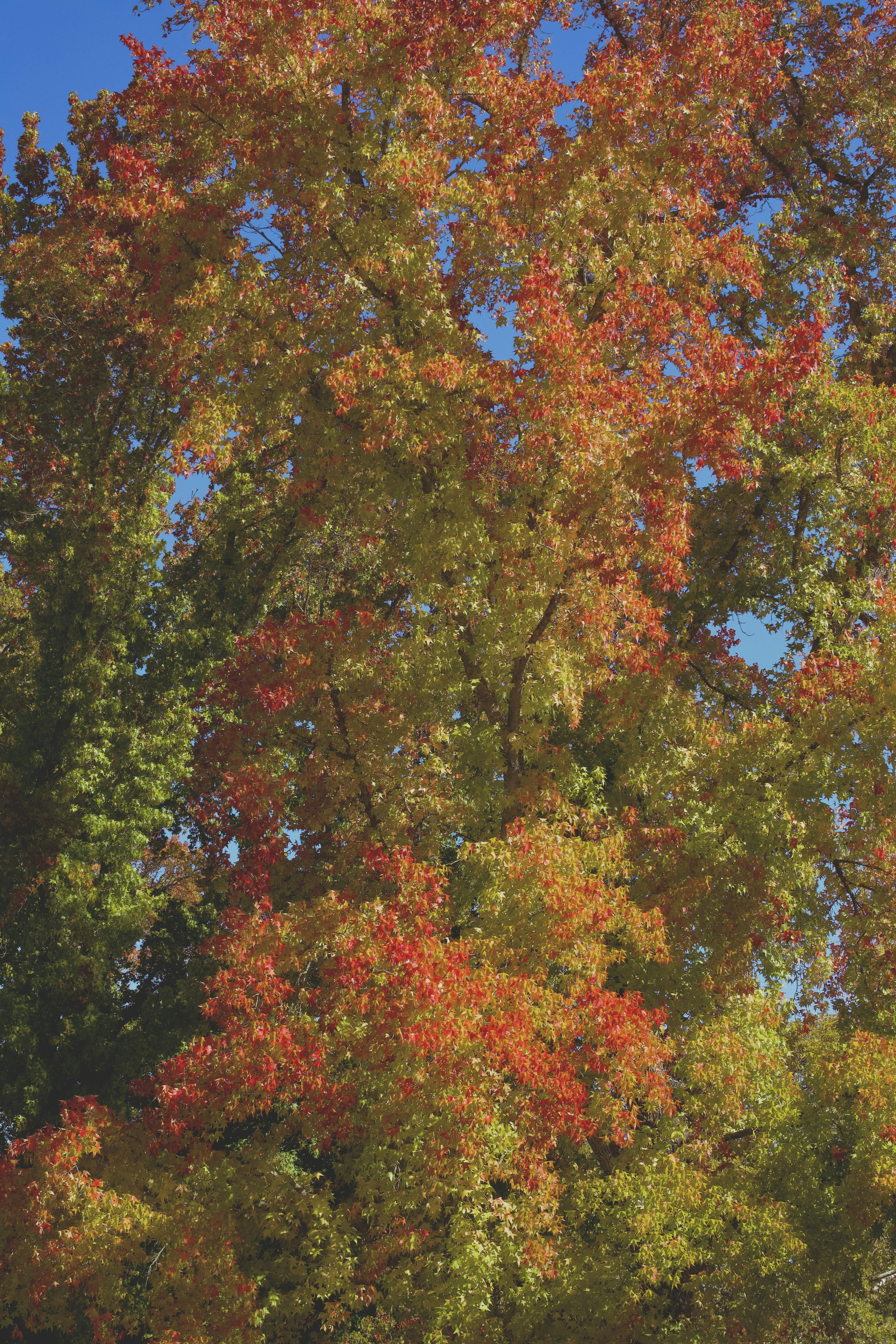 Vibrant autumn foliage displaying a mix of red, orange, and yellow leaves against a clear blue sky.