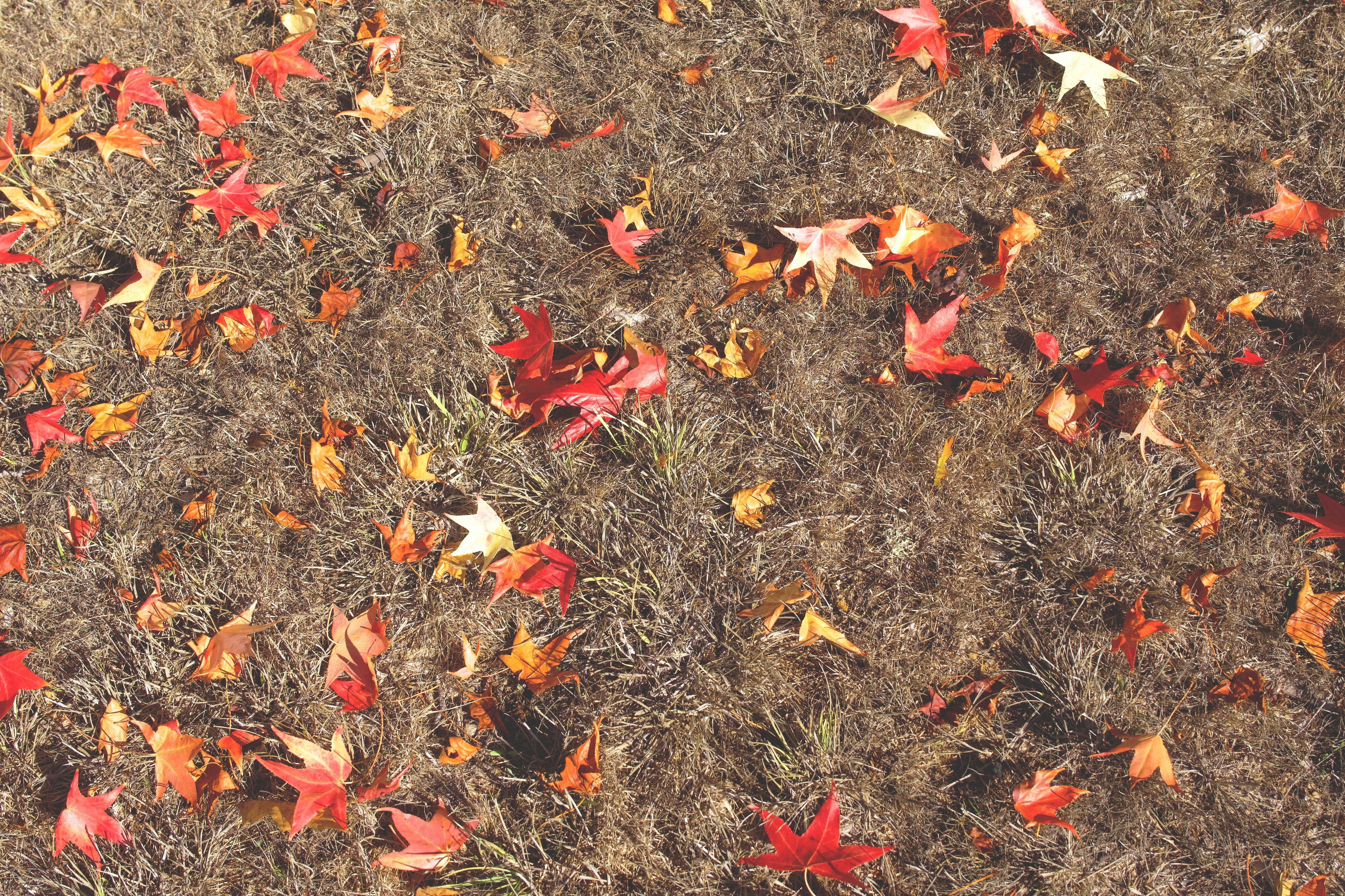 Autumn's Tapestry: A Mosaic of Fallen Leaves