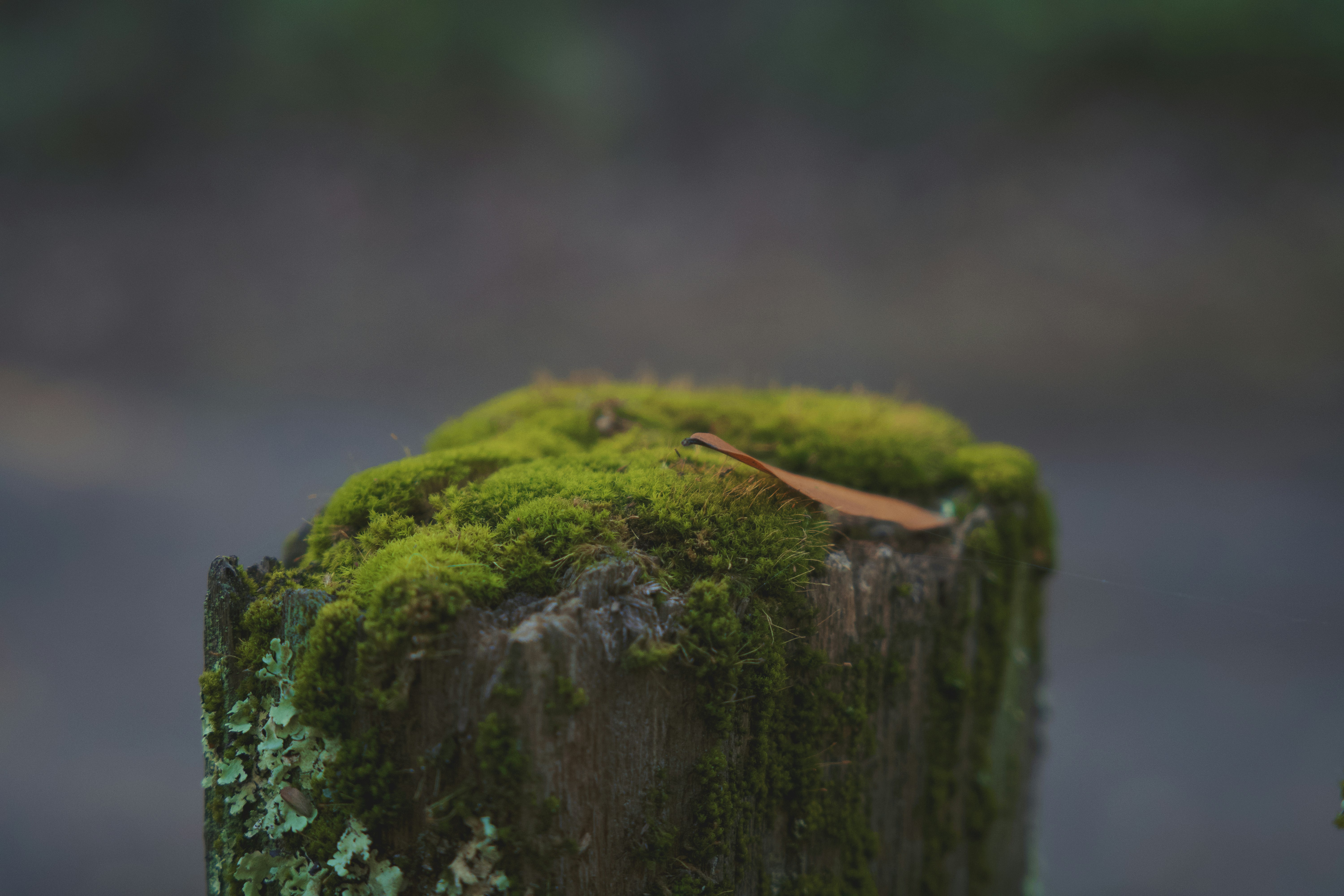 Moss-covered wooden post with a single leaf. photo – Free Growth Image ...