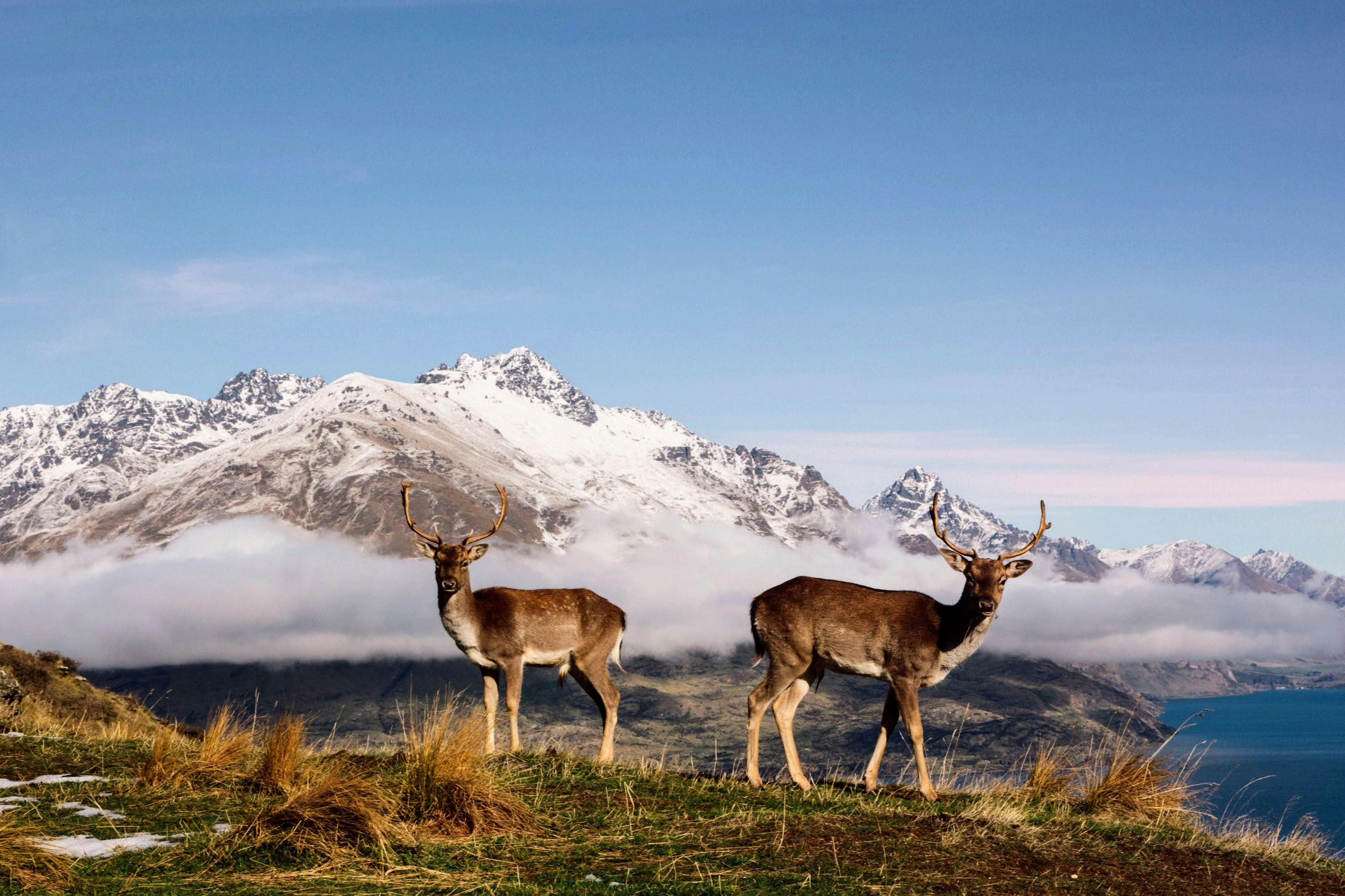 Majestic Stags Amidst Alpine Serenity
