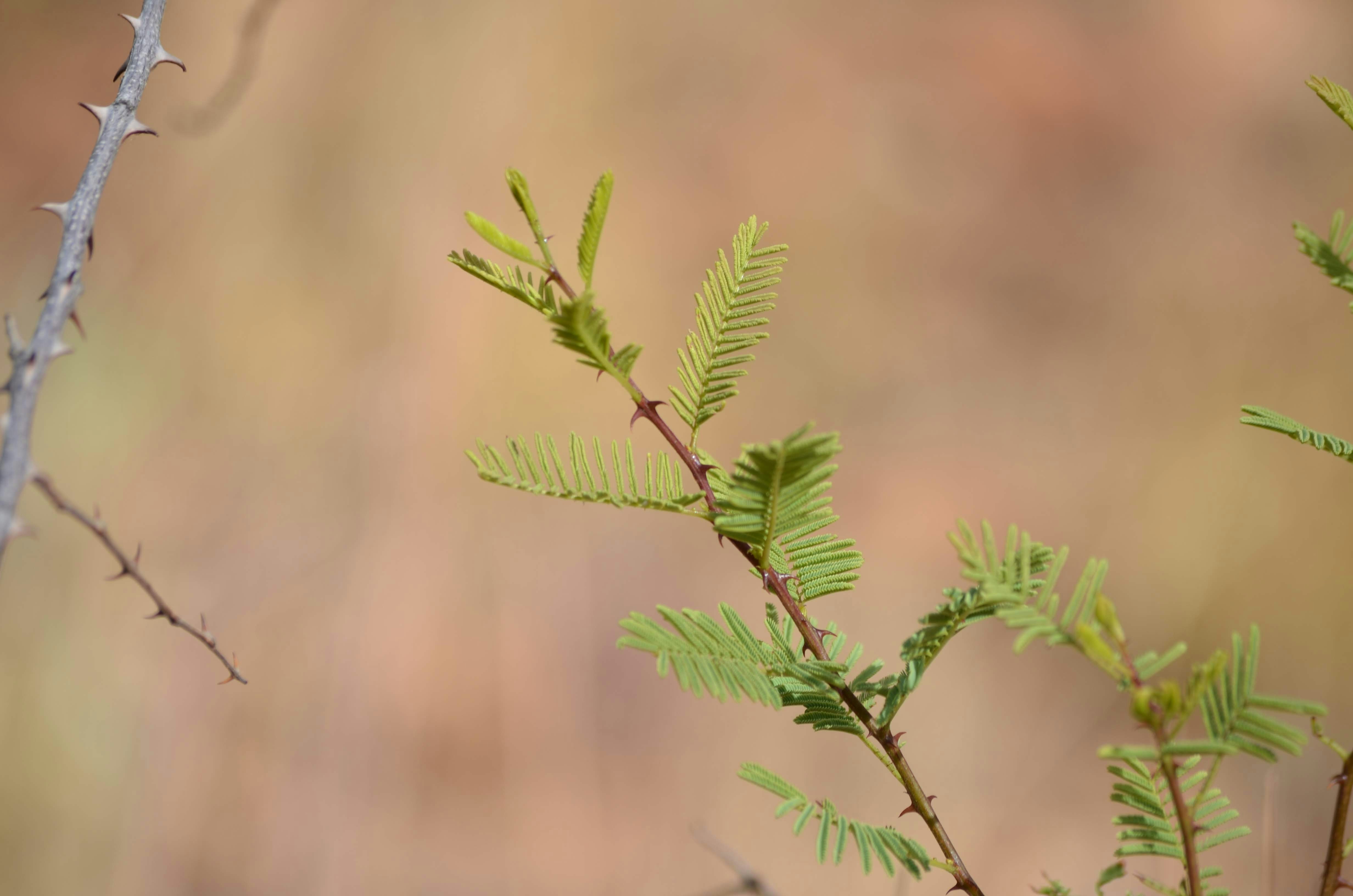Emerging Greenery in Soft Focus