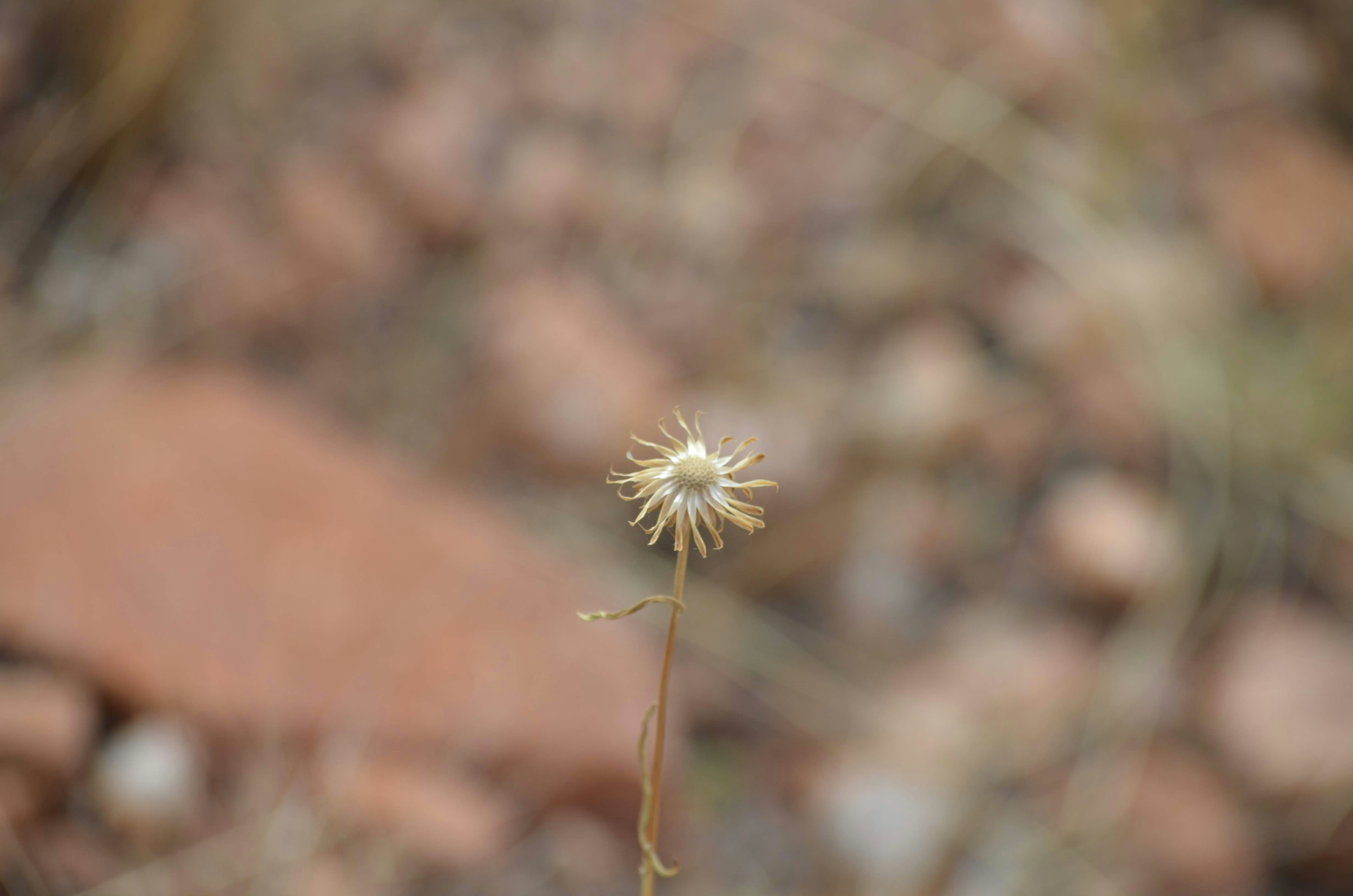 Whispers of Resilience: A Lone Flower Amidst the Stones