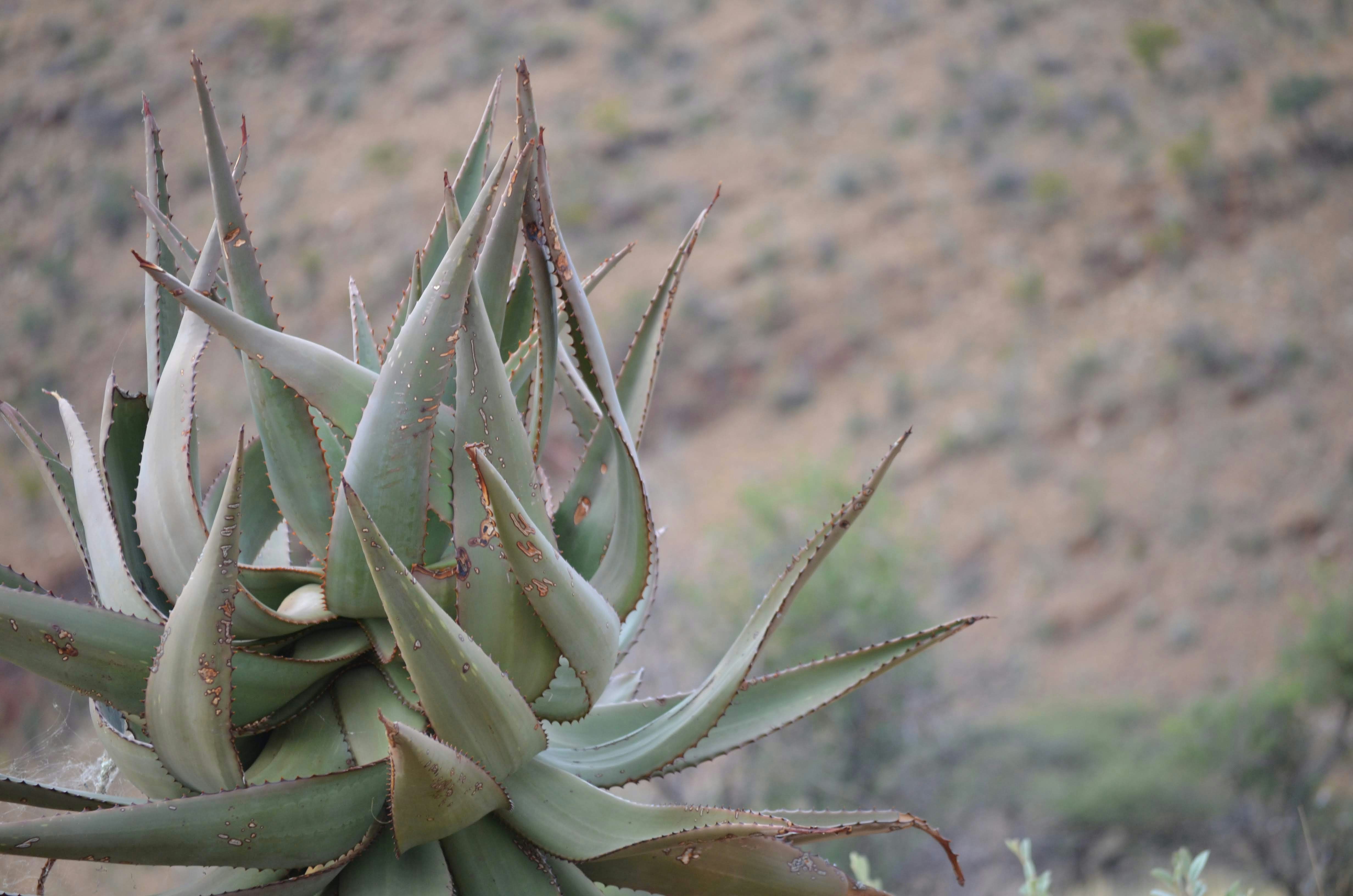 Desert Resilience: The Agave's Silent Strength